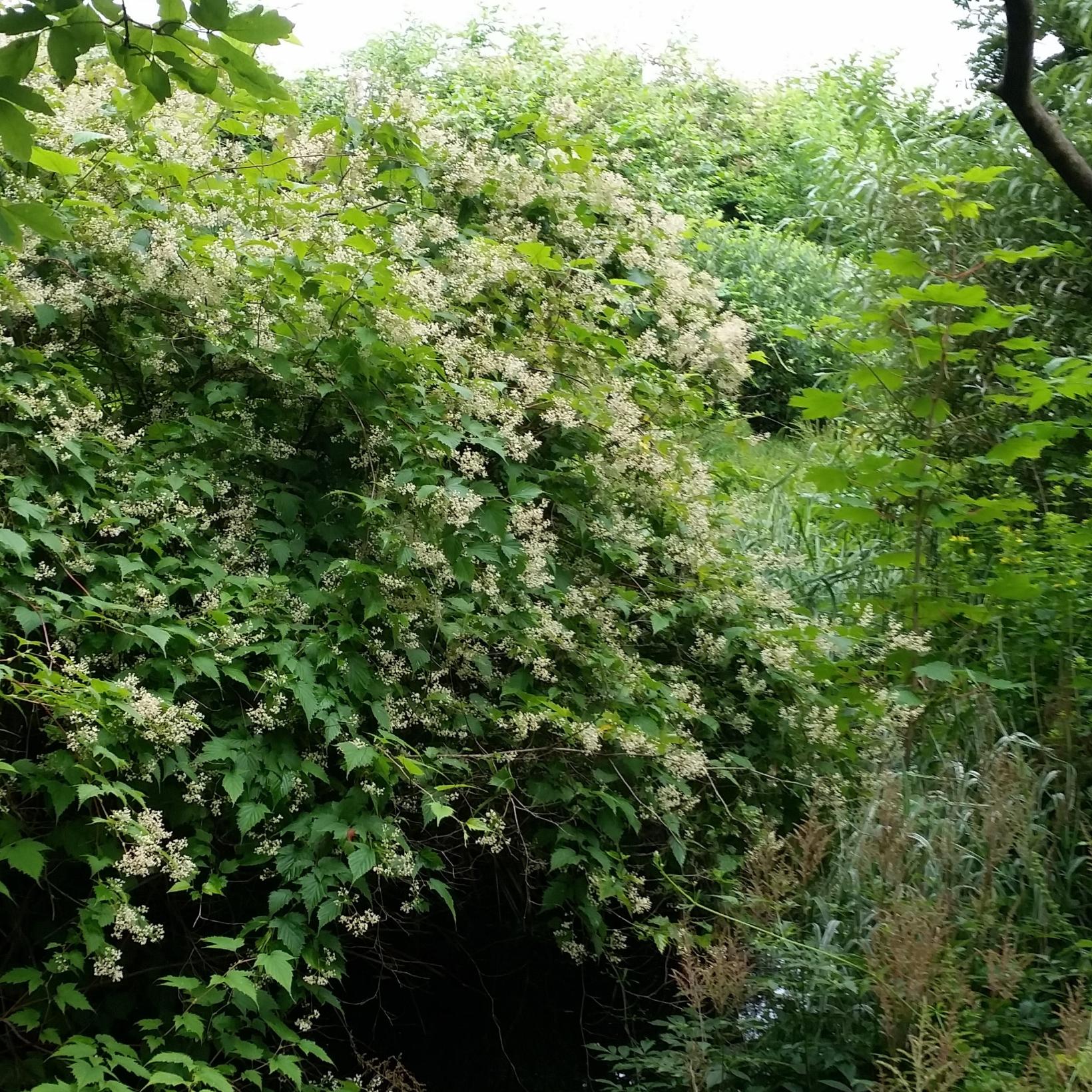 Stephanandra tanakae - Arbuste majestueux en fontaine, tiges arquées