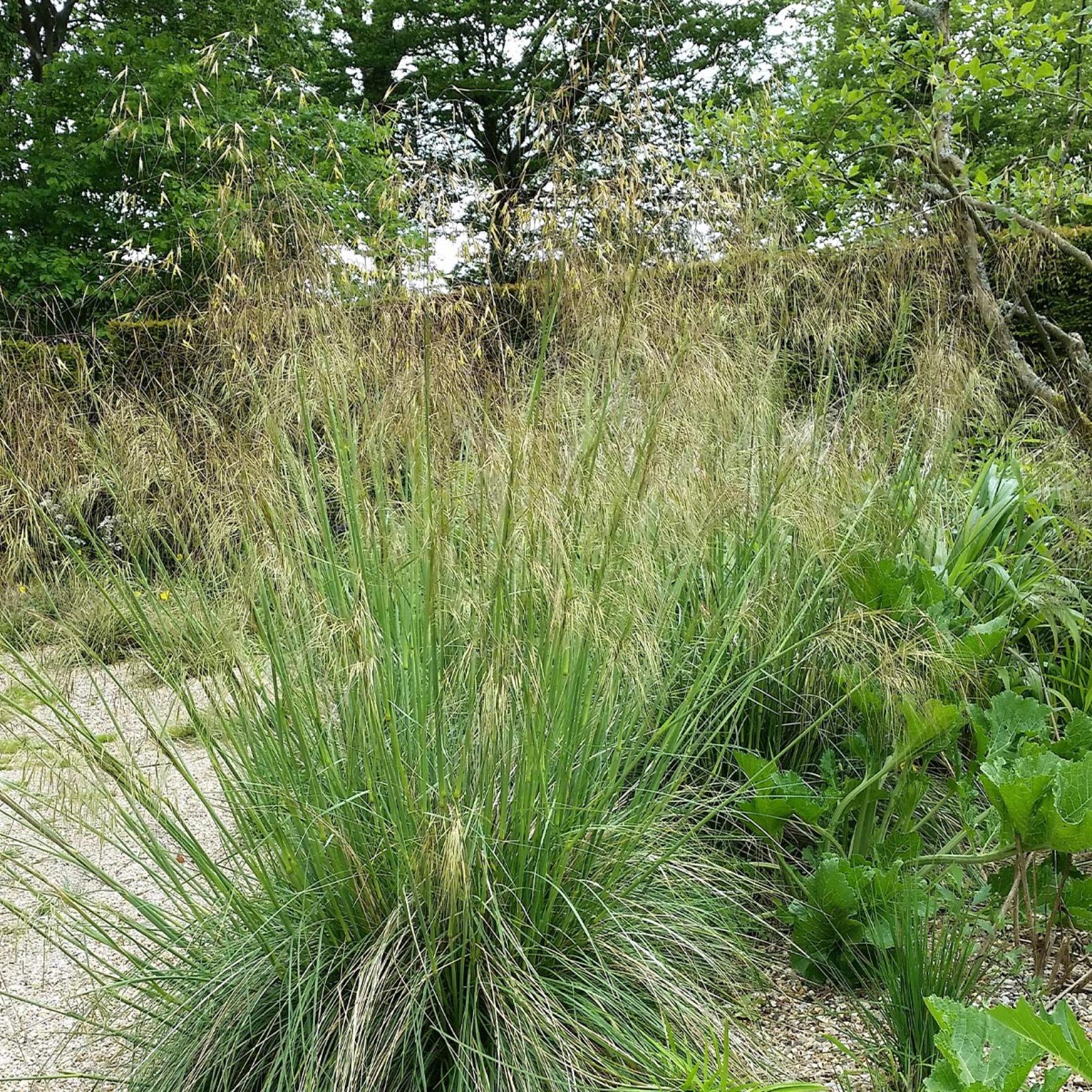 Stipa gigantea - Stipe géante - Graminée vivace