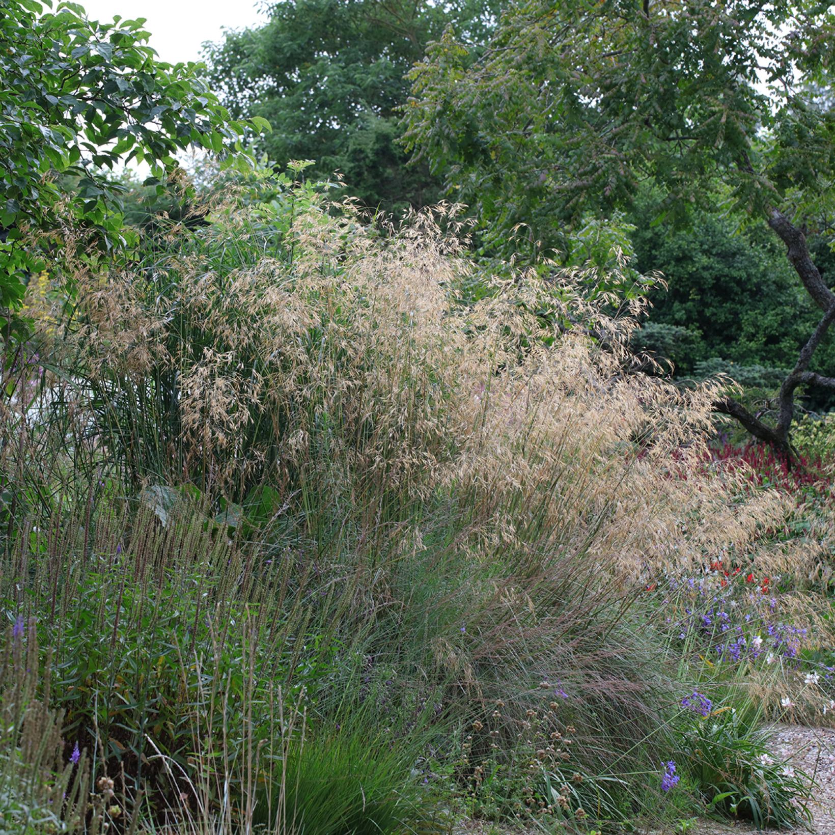 Stipa gigantea - Stipe géante - Graminée vivace