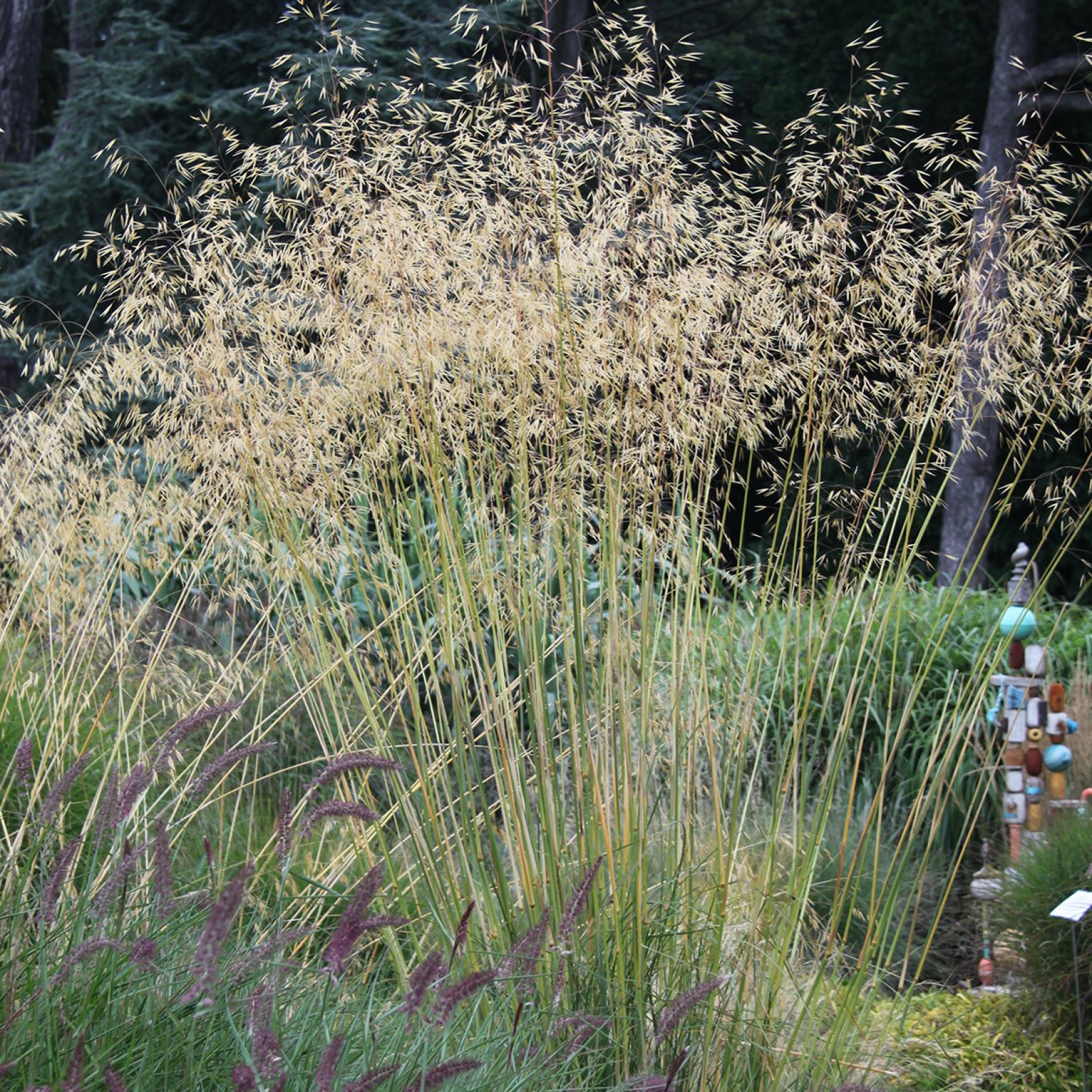 Stipa gigantea - Stipe géante - Graminée vivace