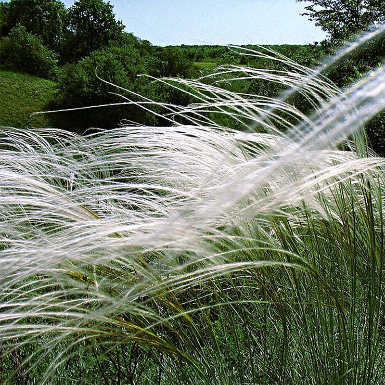 Stipa pulcherrima - Stipe admirable - Une graminée vivace infiniment ...