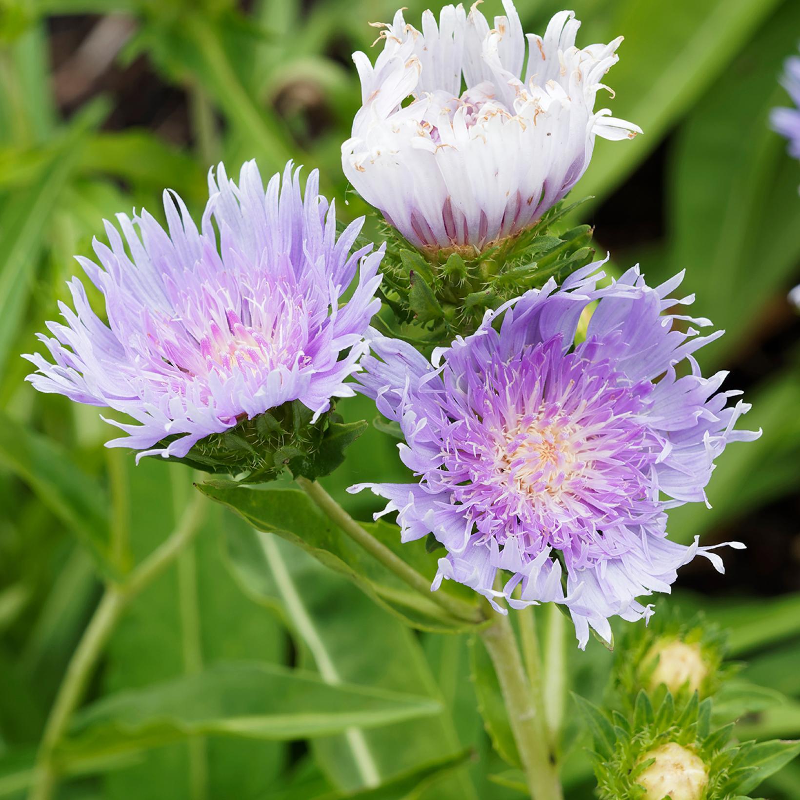 Stokesia laevis Blue Star - Bleuet d'Amérique - Vivace en rosette ...