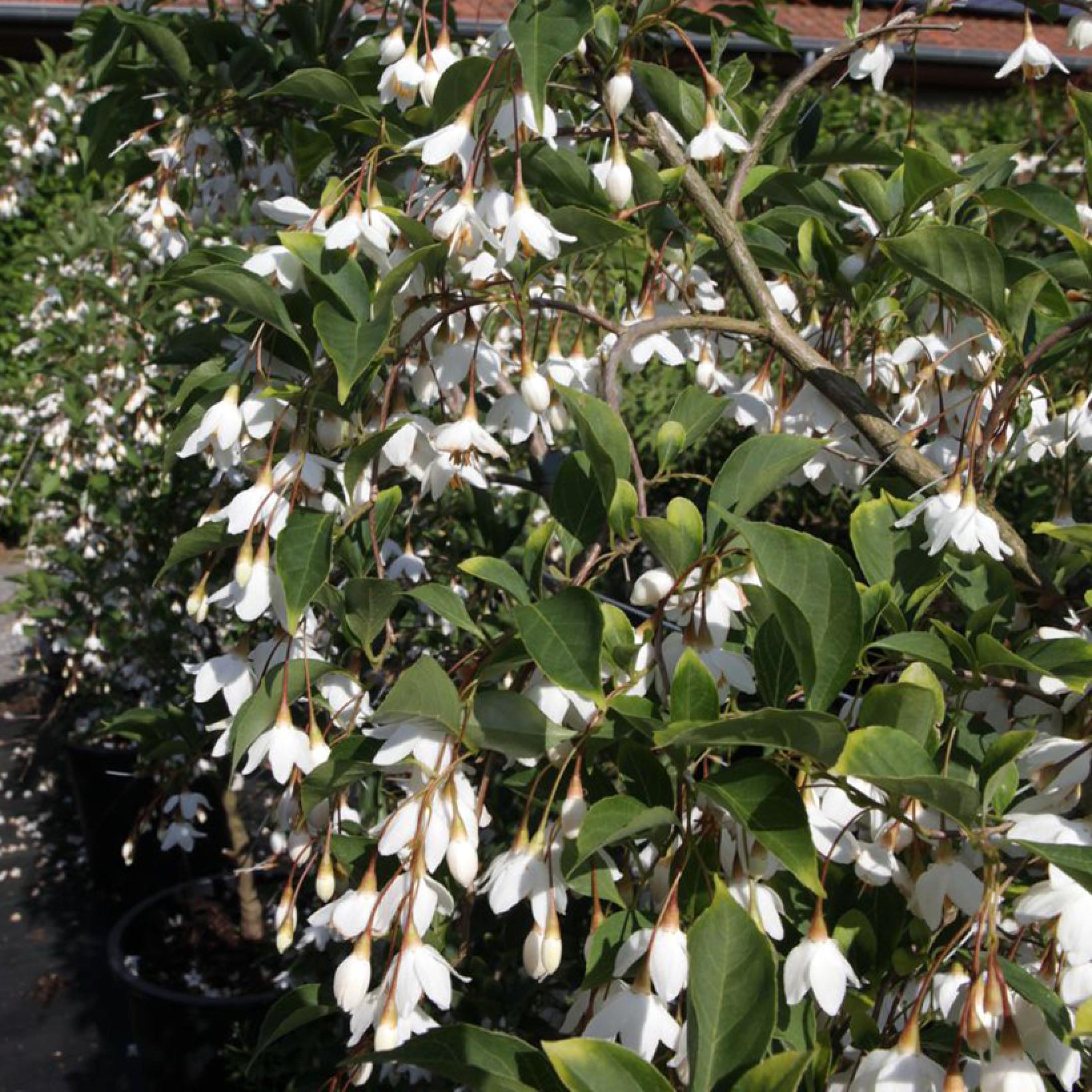 Styrax japonica Fragrant Fountain - Styrax pleureur à fleurs blanches