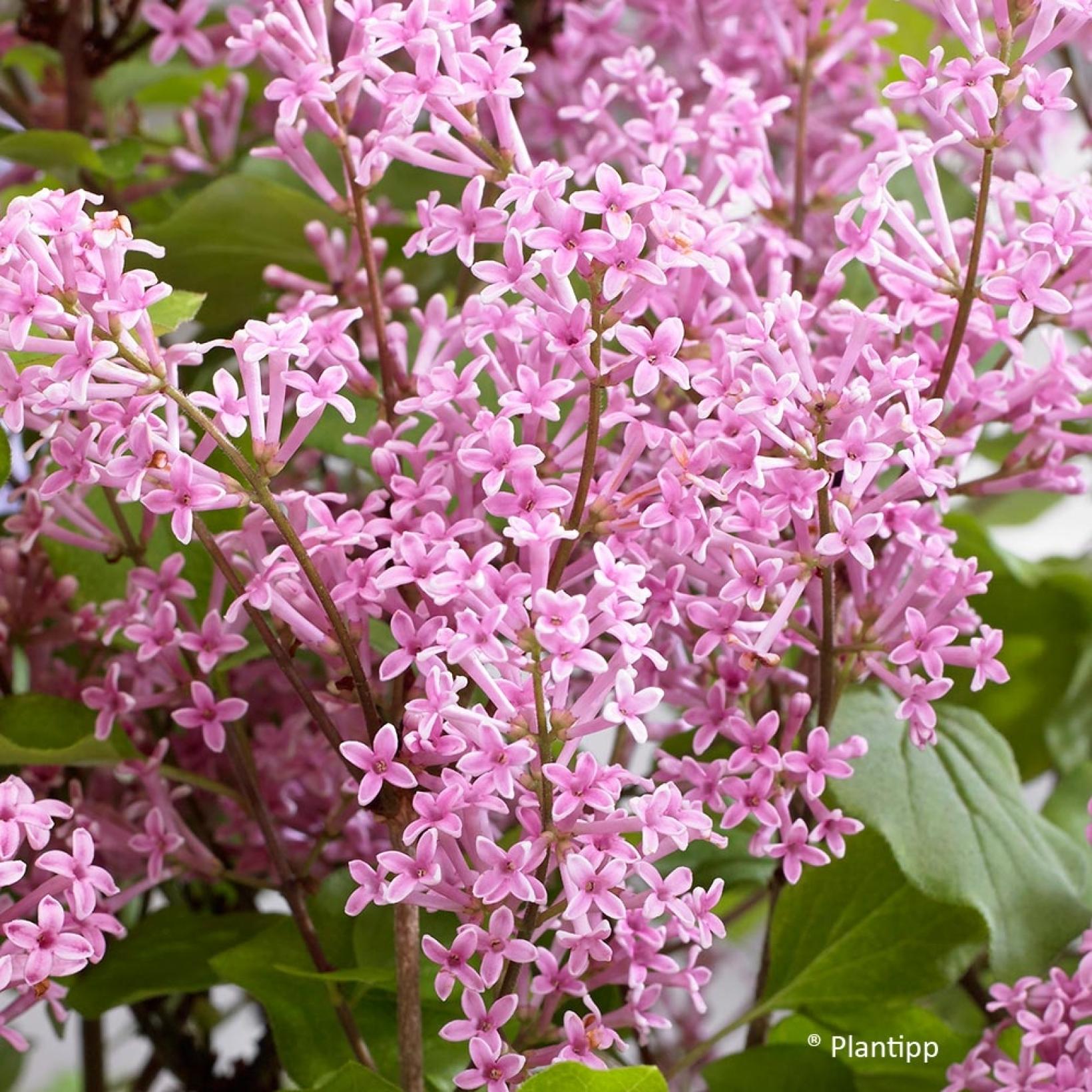 Syringa meyeri Flowerfesta Pink - Lilas nain parfumé à grosses grappes ...