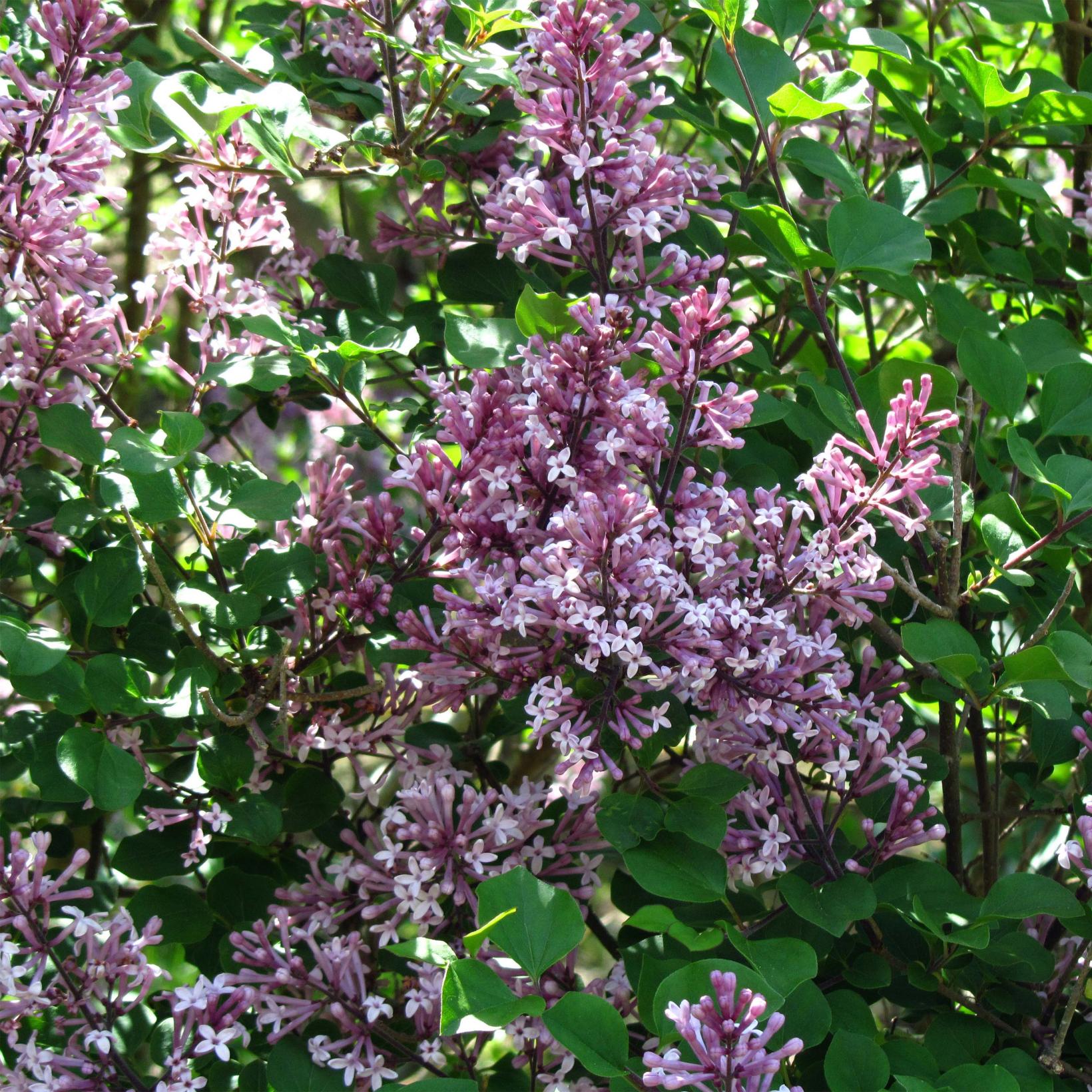Lilas nain Palibin - Syringa meyeri, florifère et parfumé, fleurs rose ...