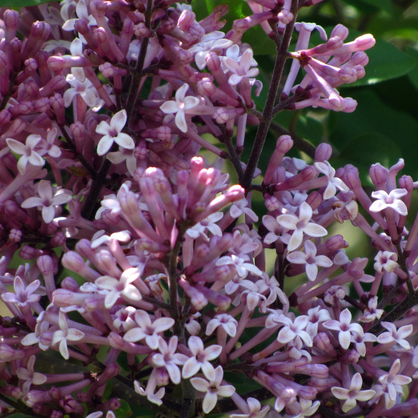 Lilas nain Palibin - Syringa meyeri, florifère et parfumé, fleurs rose ...