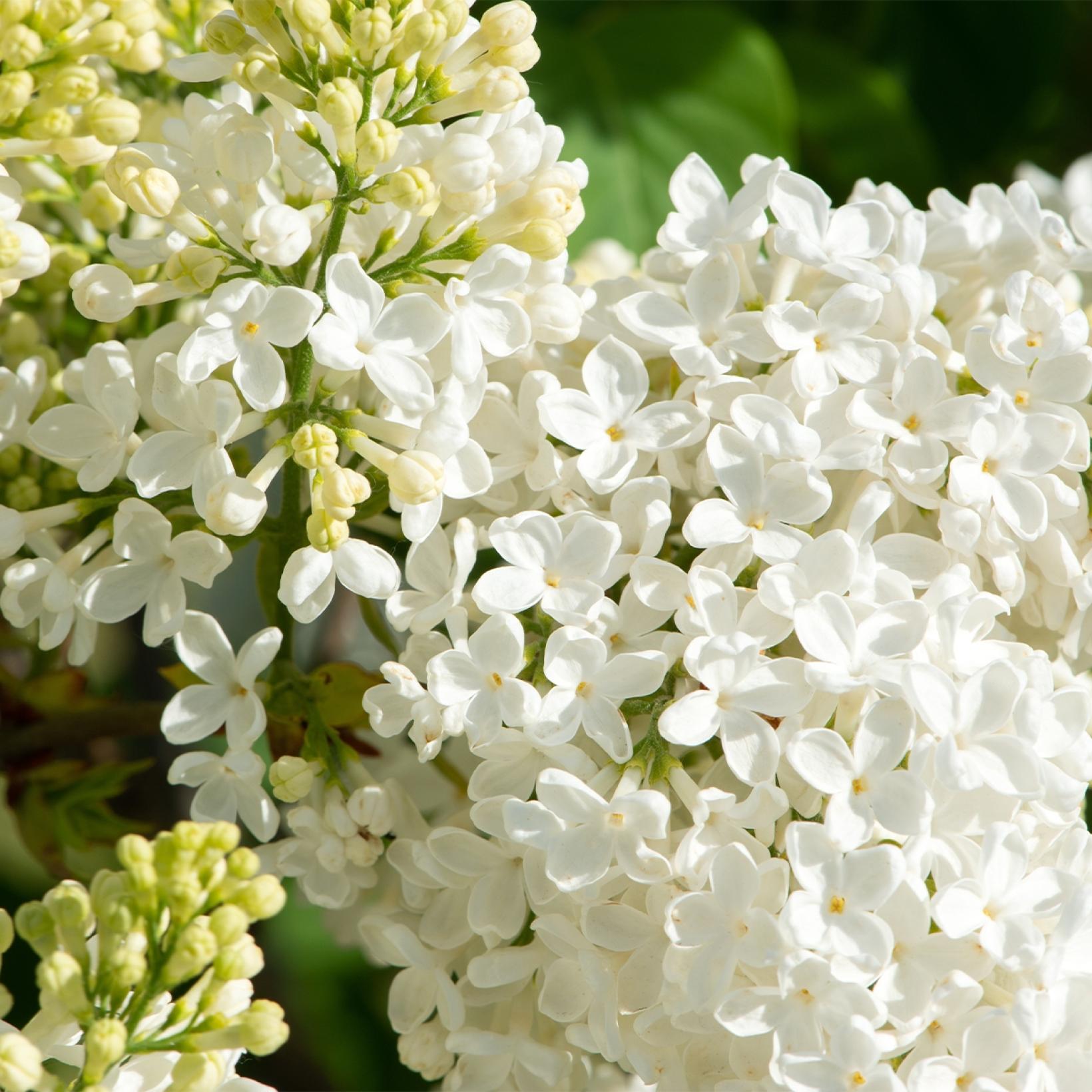 Syringa vulgaris Comtesse D'harcourt - Lilas commun à fleurs blanches