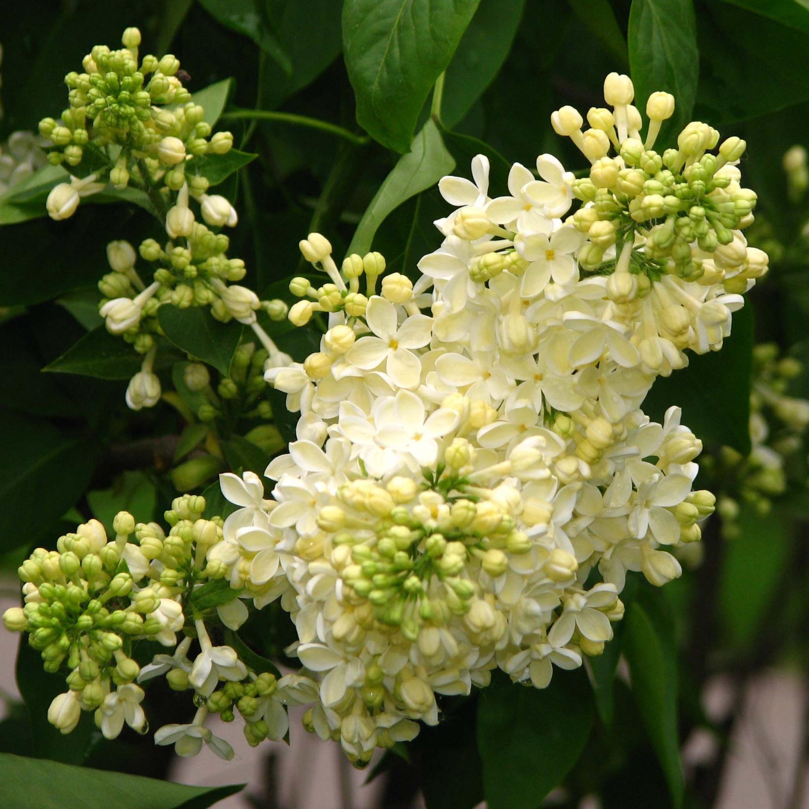 Syringa vulgaris Primrose - Lilas commun à fleurs jaune-crème parfumées