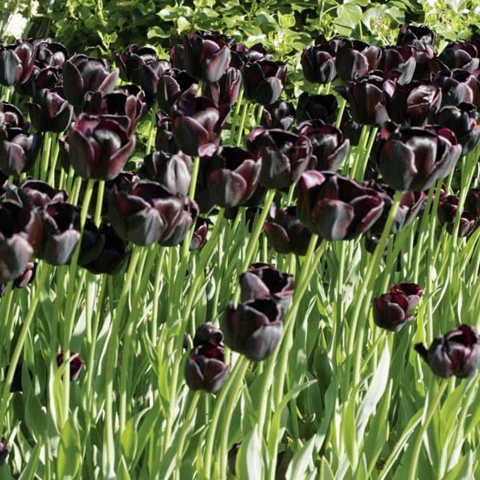 Tulipe simple tardive Reine de la Nuit (Queen of Night) - Bulbe - Des ...