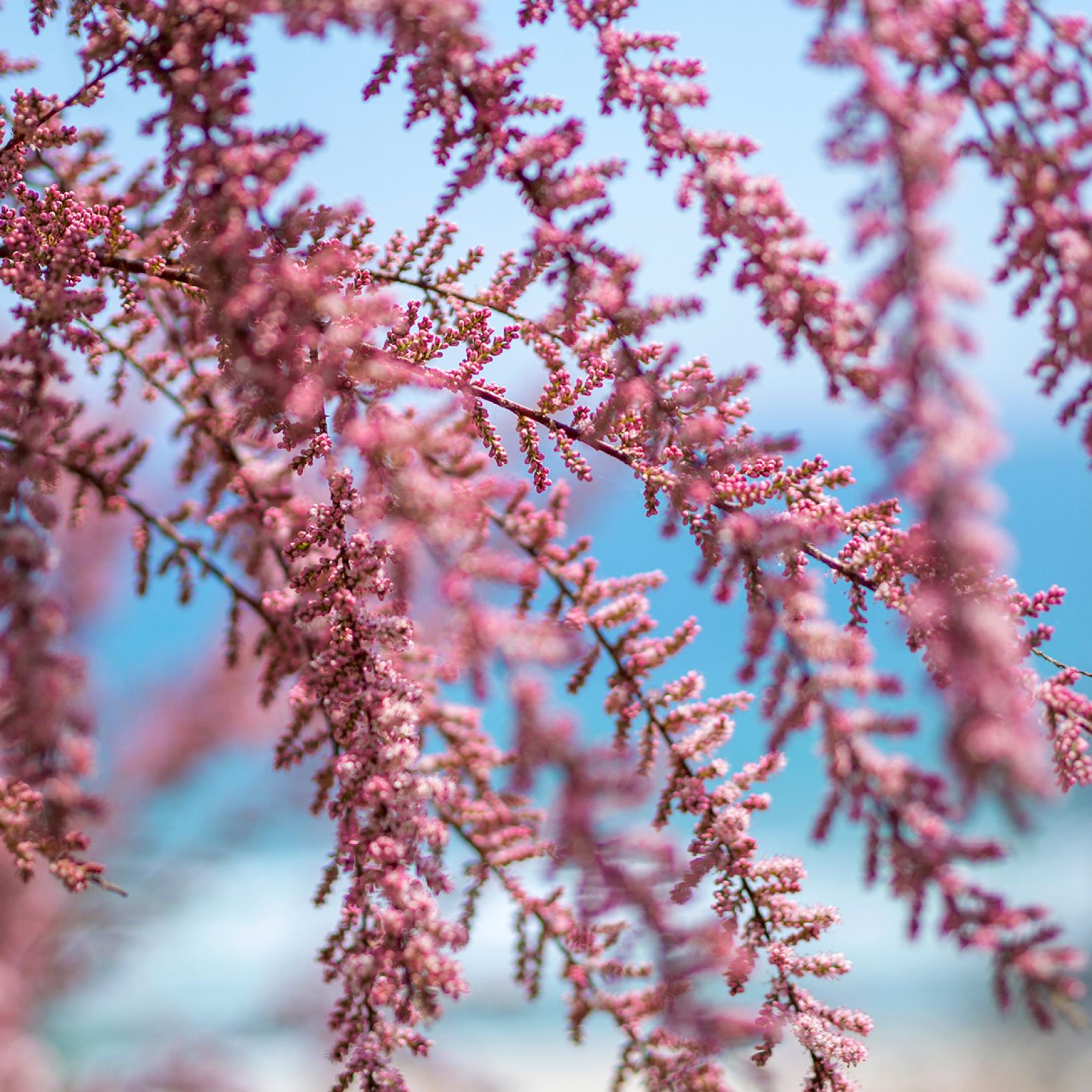 Tamarix gallica - Tamaris français, Tamaris commun - Arbre à floraison ...