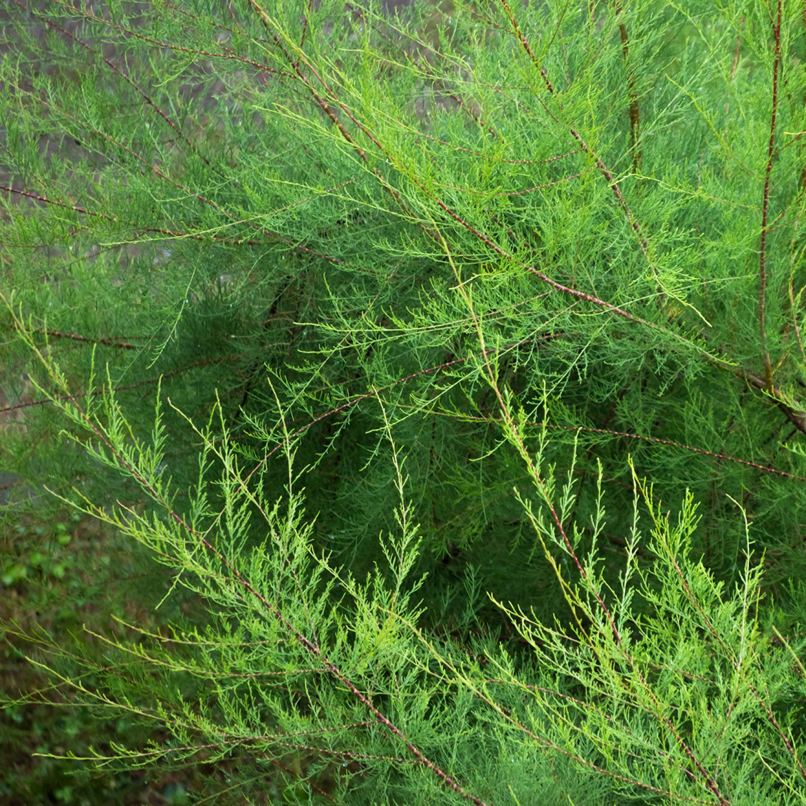 Tamarix gallica - Tamaris français, Tamaris commun - Arbre à floraison ...