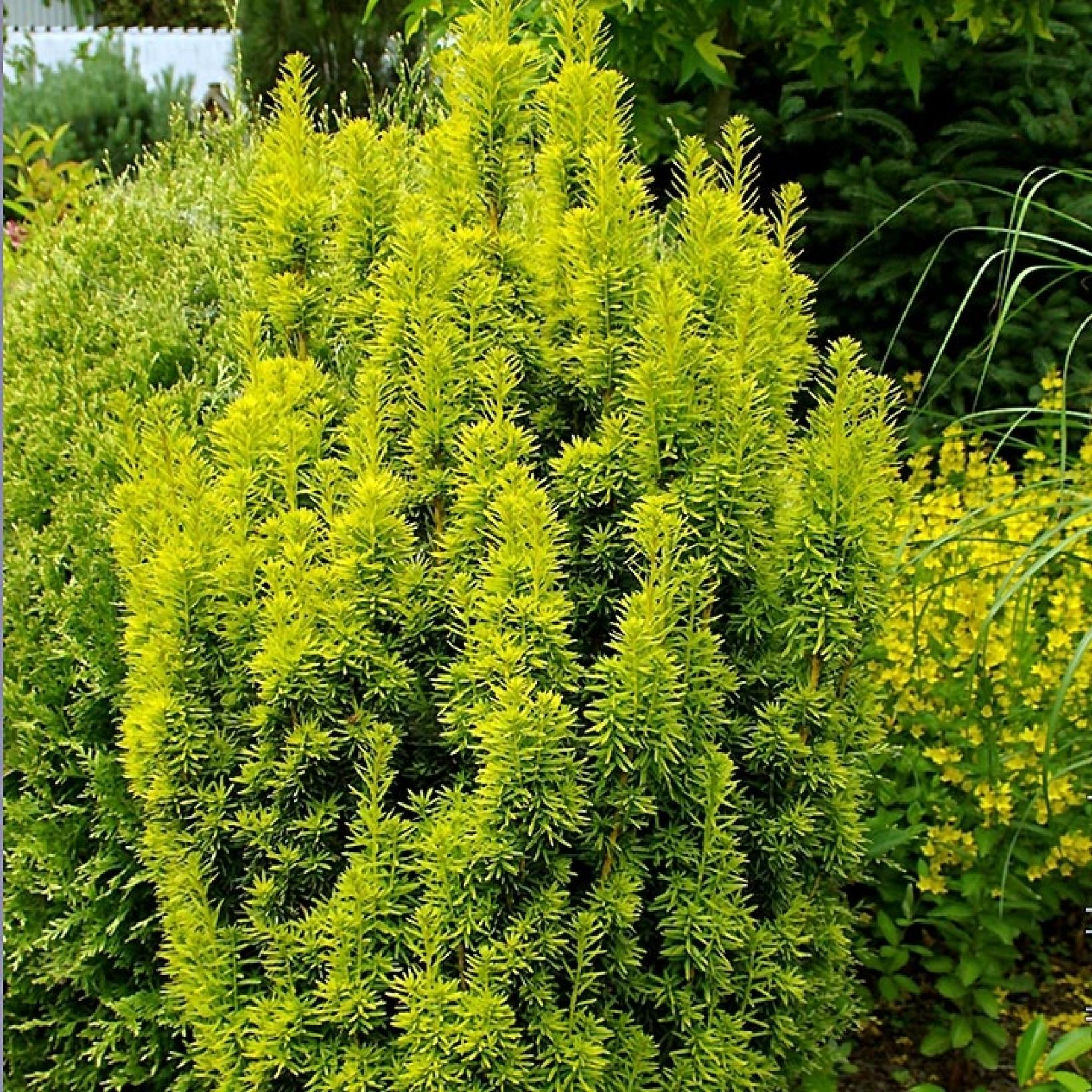 Taxus baccata David - If commun - Arbuste colonnaire à feuillage doré
