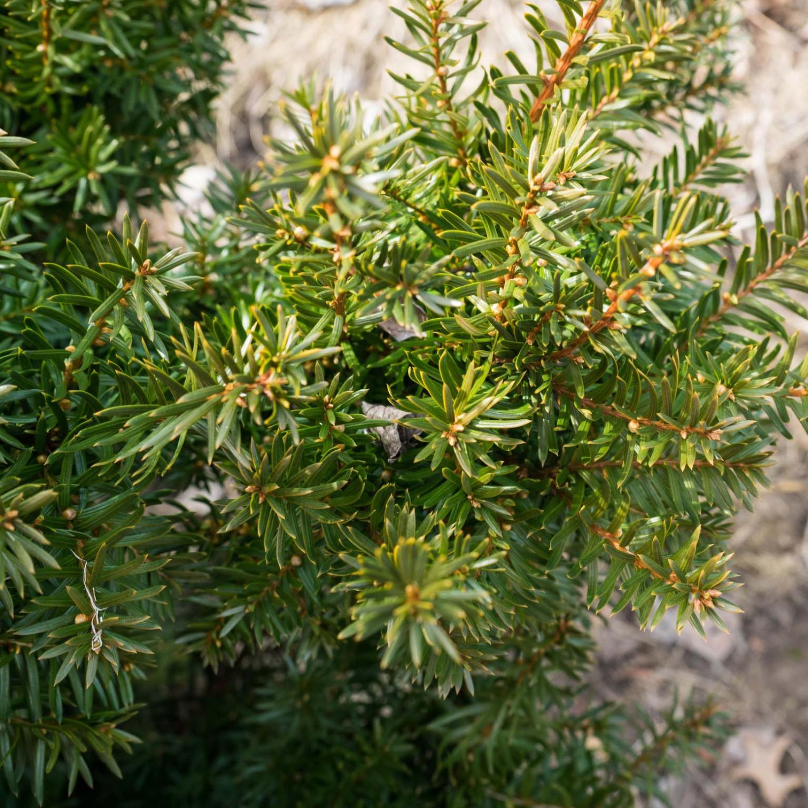 Taxus x media Densiformis - If à port compact, étalé, dense, vert foncé.