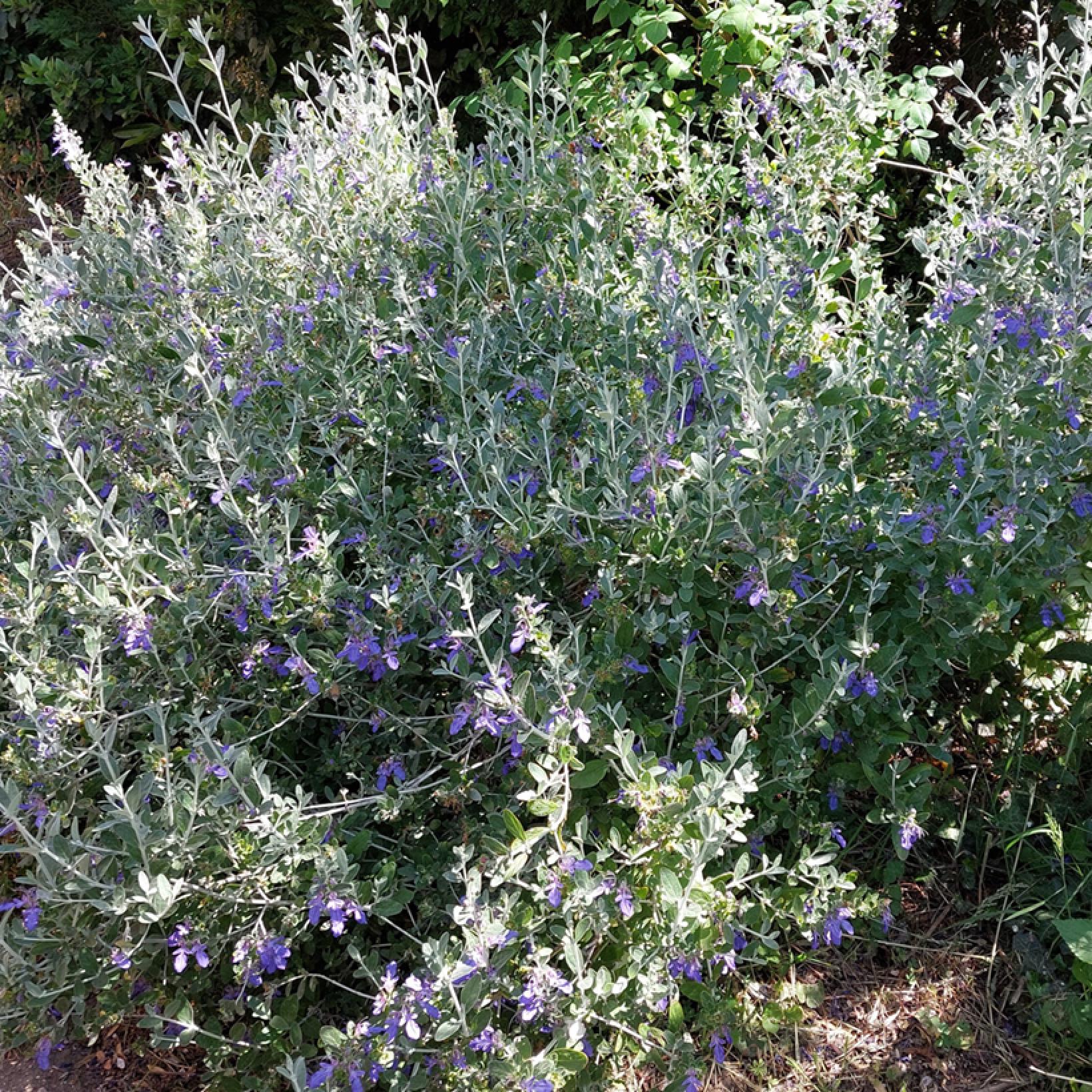 Germandrée arbustive Azureum - Teucrium fruticans à fleurs bleu soutenu
