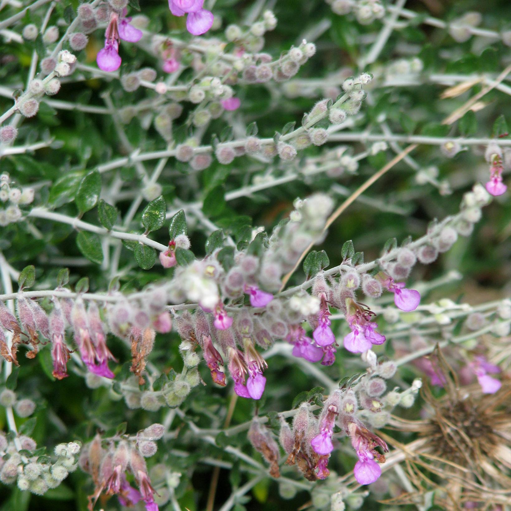 Teucrium marum - Germandrée maritime ou des chats - Sous arbrisseau ...