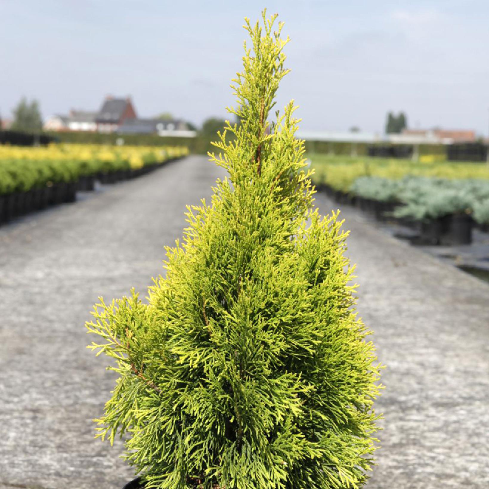 Thuja occidentalis Golden Smaragd - Thuya doré nain pyramidal au ...