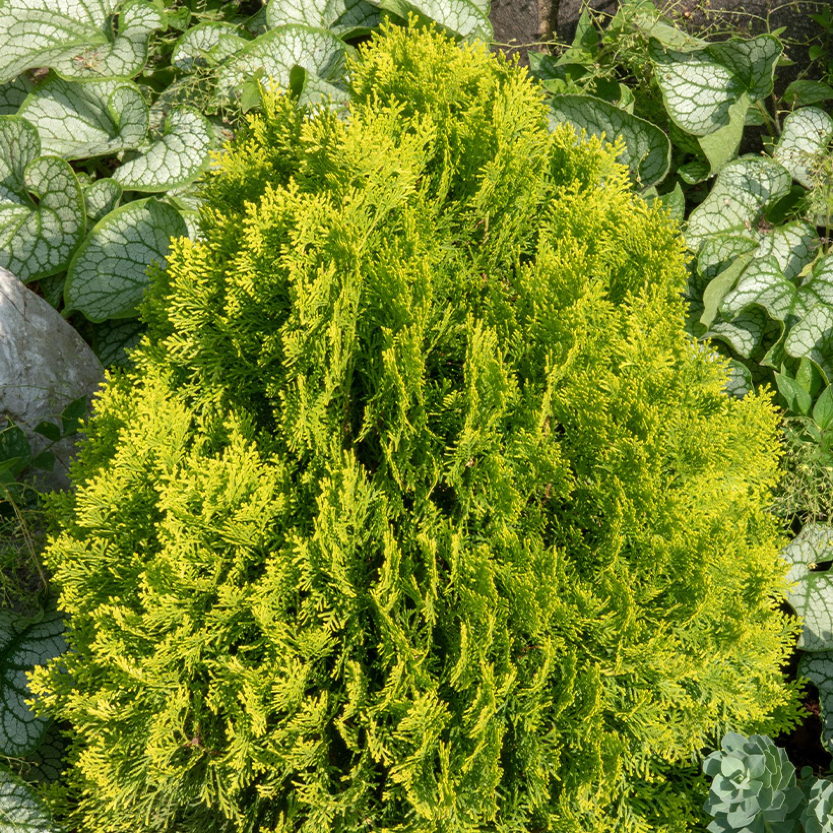Thuja occidentalis Golden Smaragd - Thuya doré nain pyramidal au feuillage doré