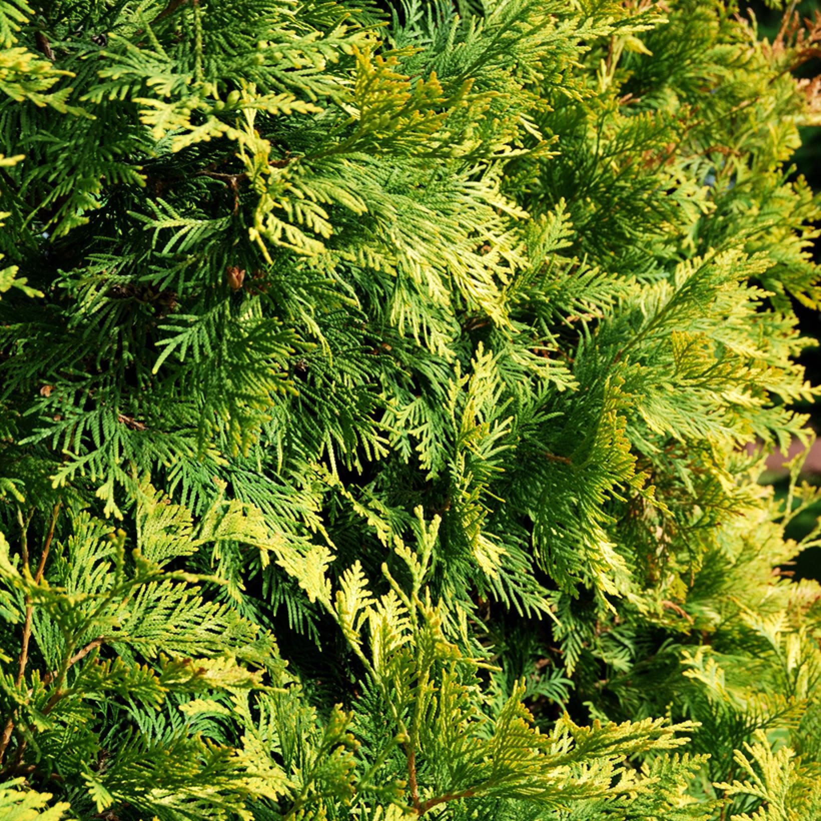 Thuja occidentalis Golden Smaragd - Thuya doré nain pyramidal au feuillage doré