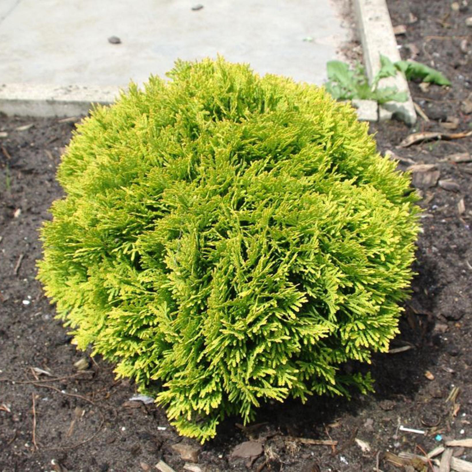 Thuja occidentalis Mirjam - Thuya du Canada - Conifère nain vert jaune en boule