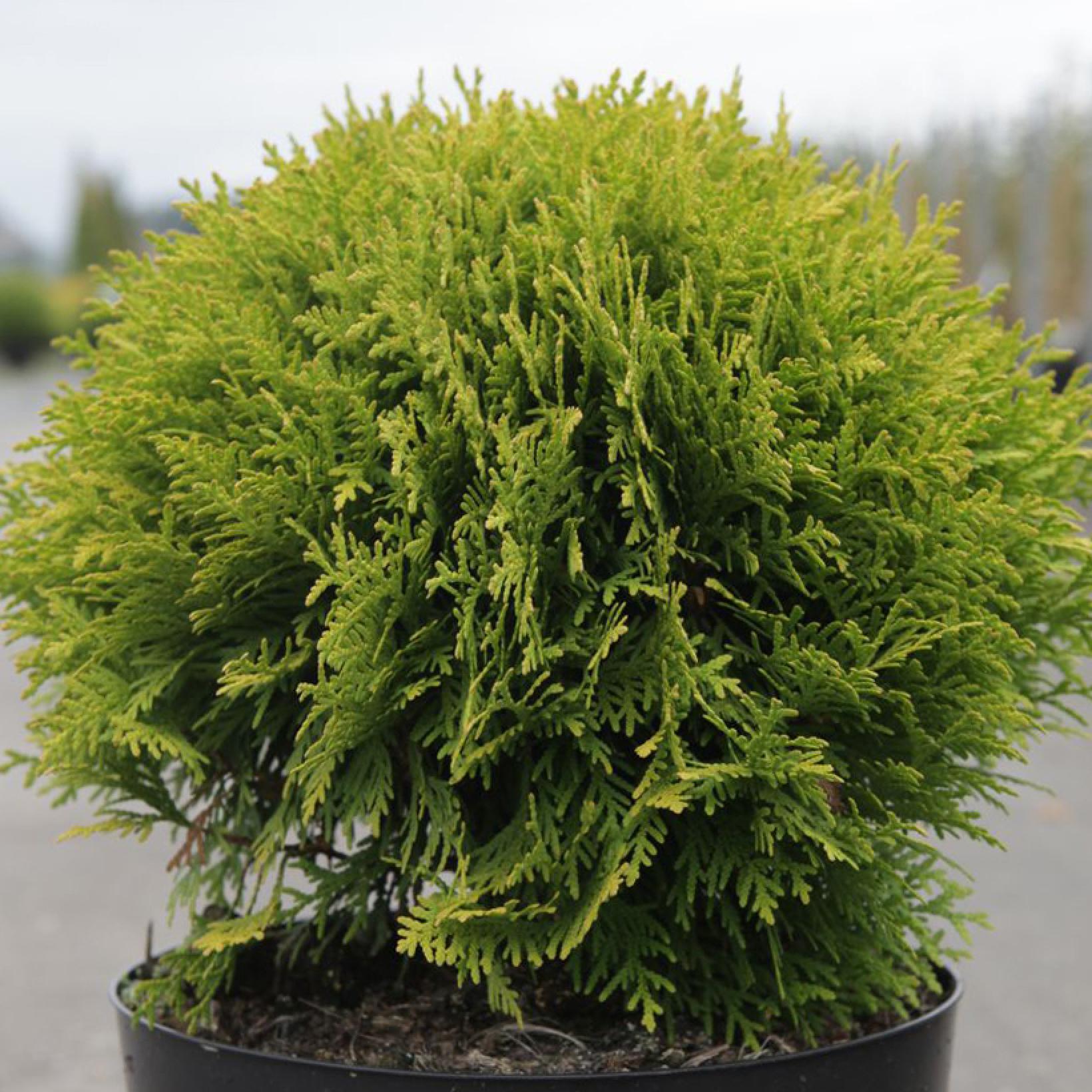 Thuja occidentalis Mirjam - Thuya du Canada - Conifère nain vert jaune ...