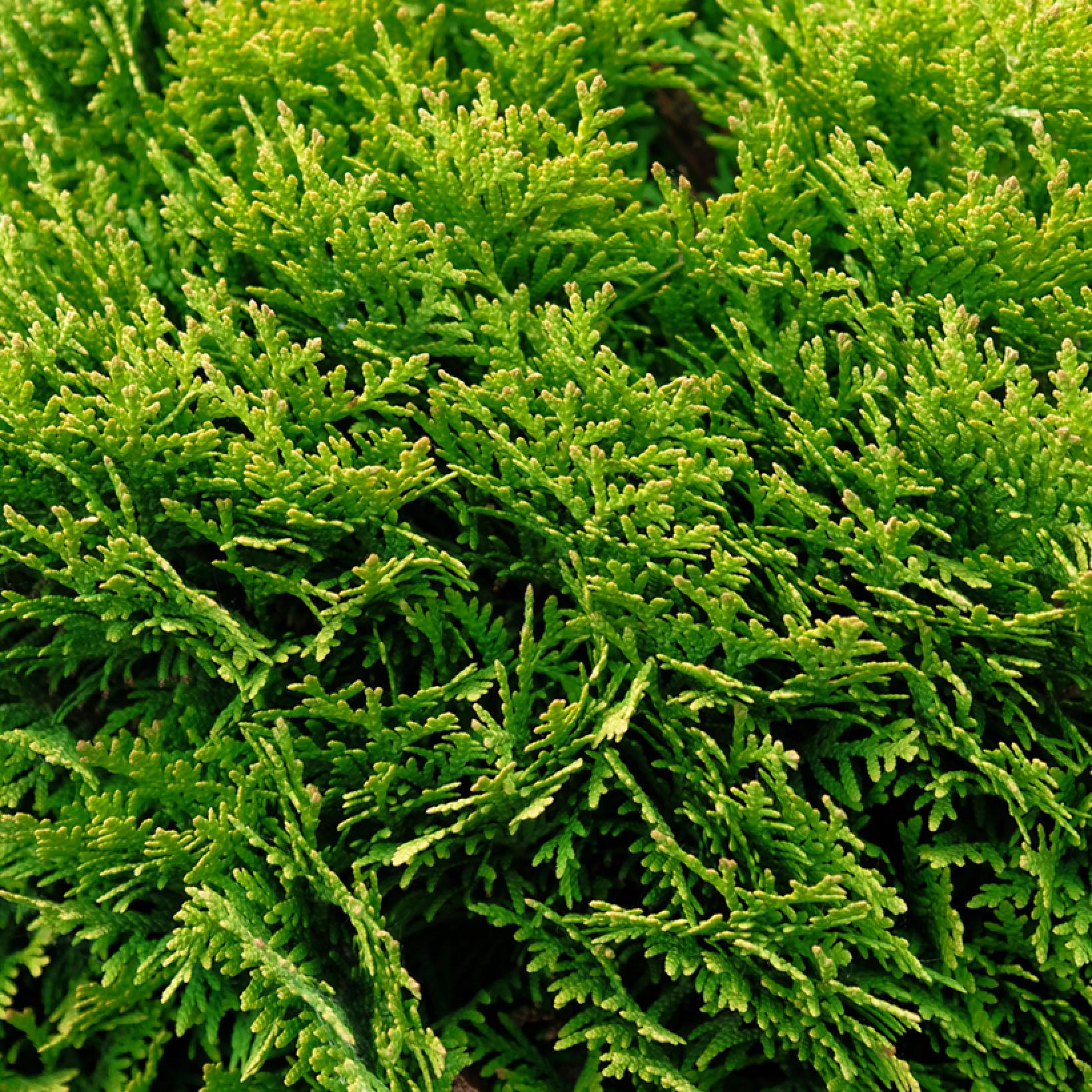 Thuja occidentalis Mirjam - Thuya du Canada - Conifère nain vert jaune ...
