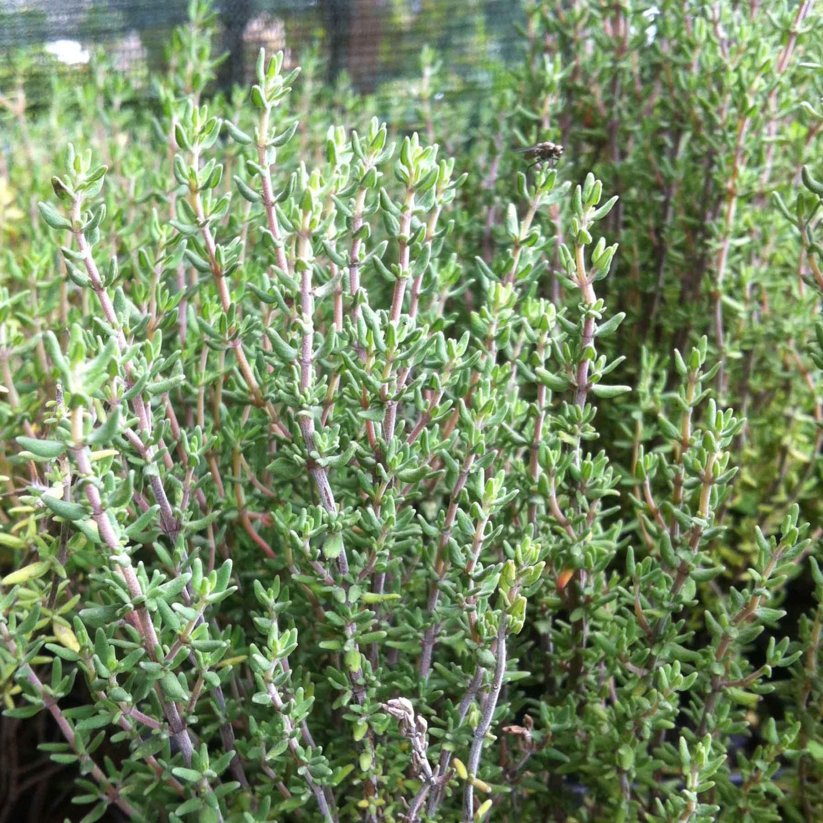 Thym officinal BIO - Thymus officinalis - Aromatique en plant