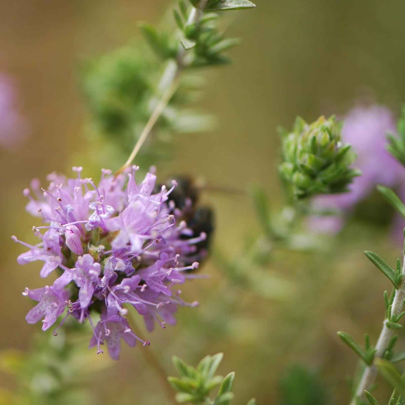 Thymus capitatus - Thym à têtes de fleurs rose pourpré en été, très ...
