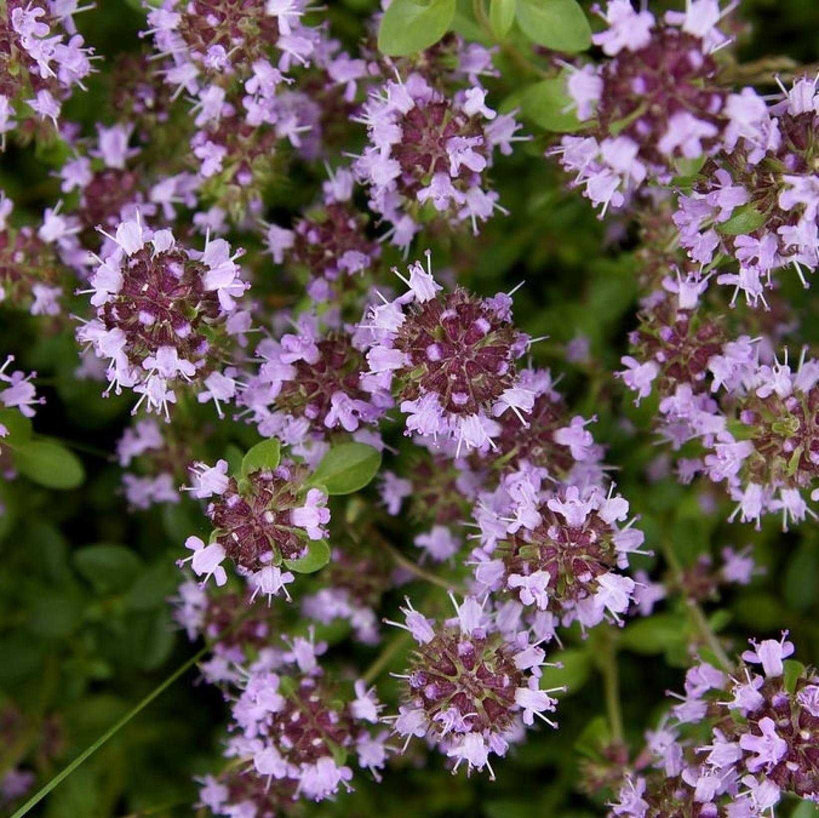 Thymus pulegioides Splendens - Thym pouillot - Serpolet Plante ...