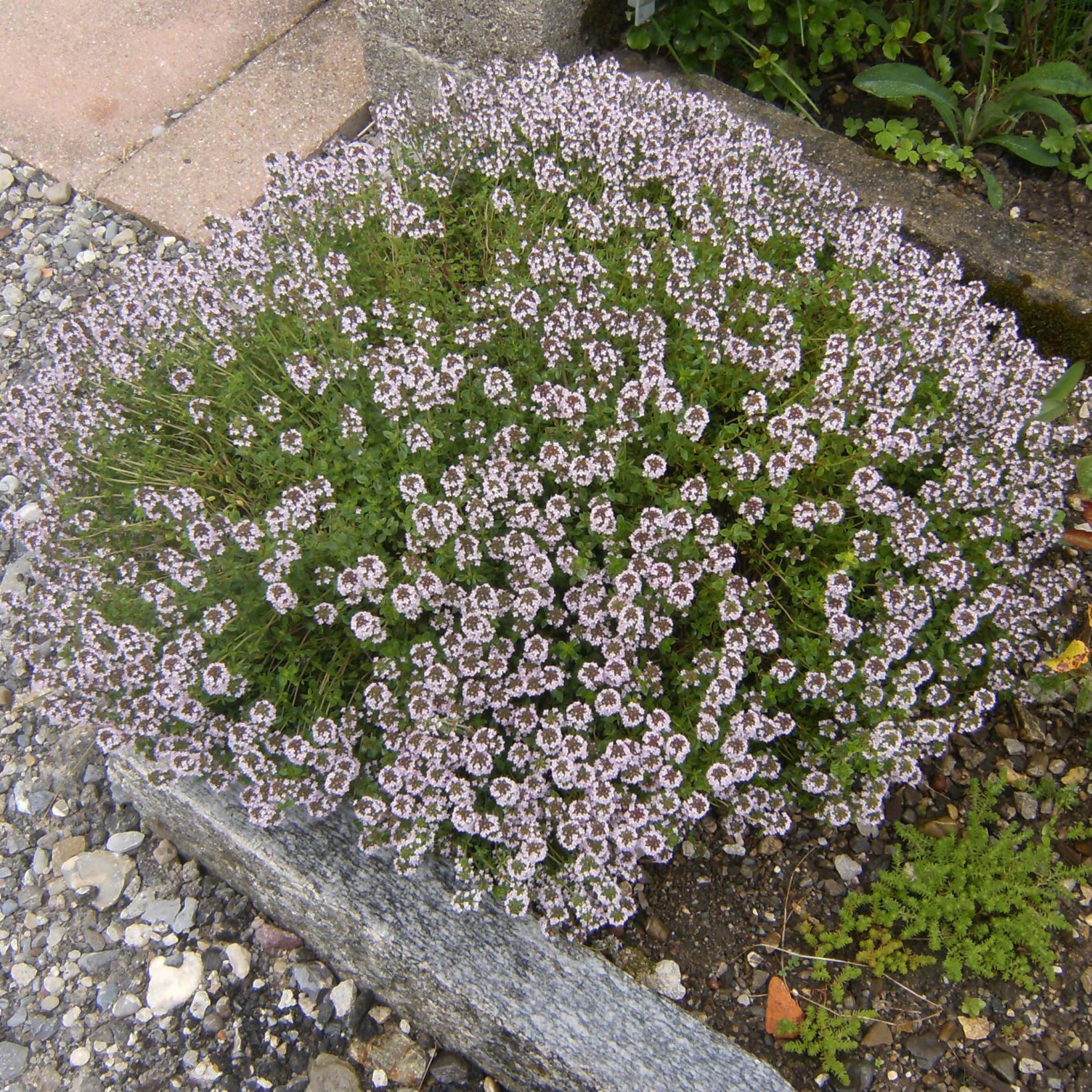 Thym d'hiver, Thymus vulgaris Compactus - Variété rustique - Plant d ...