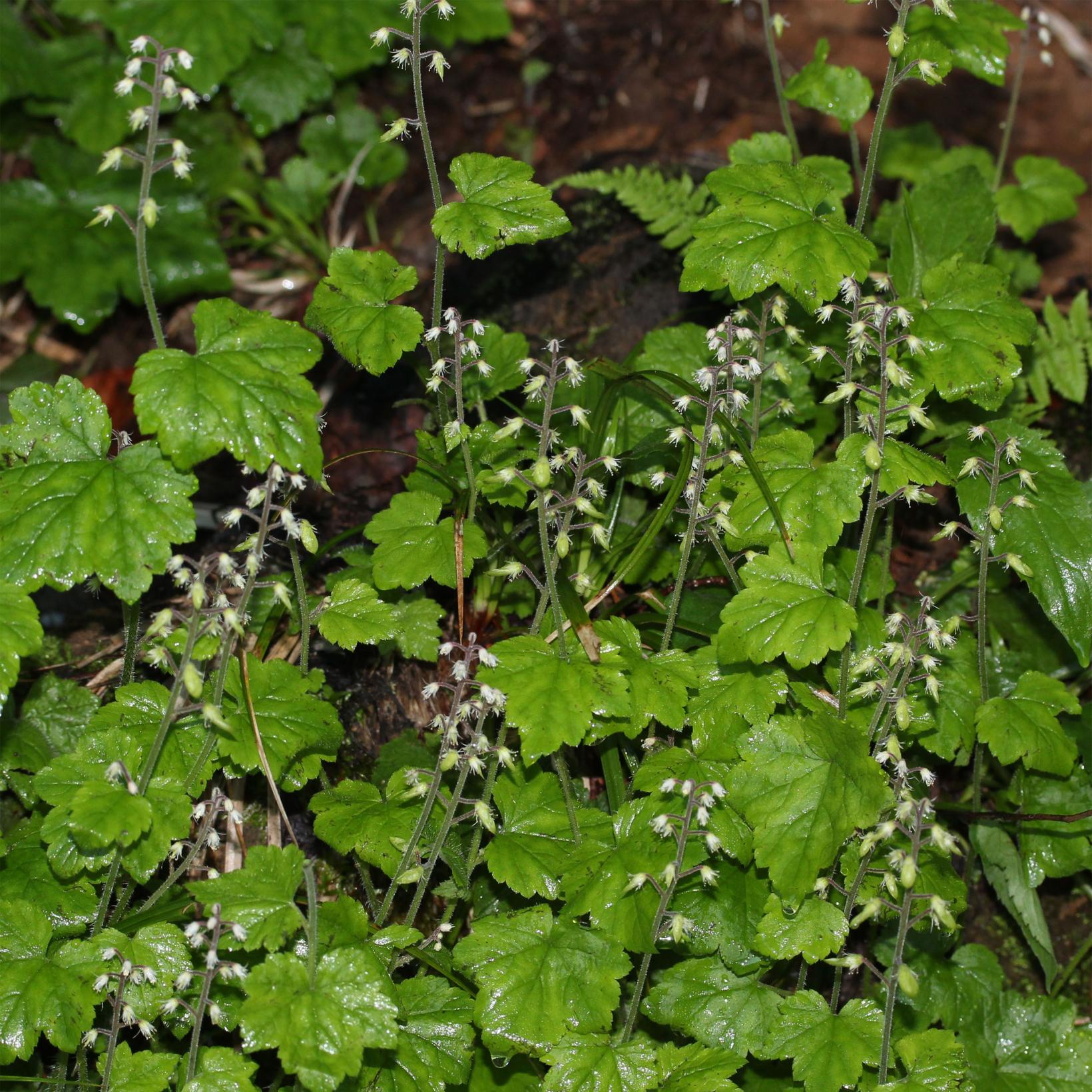 Le Tiarella polyphylla, des grappes de petites fleurs plumeuses rose clair.