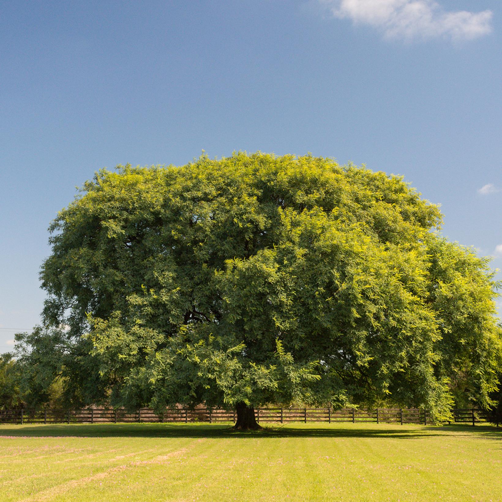 Tipuana tipu - Arbre à fleurs jaunes pour climats doux