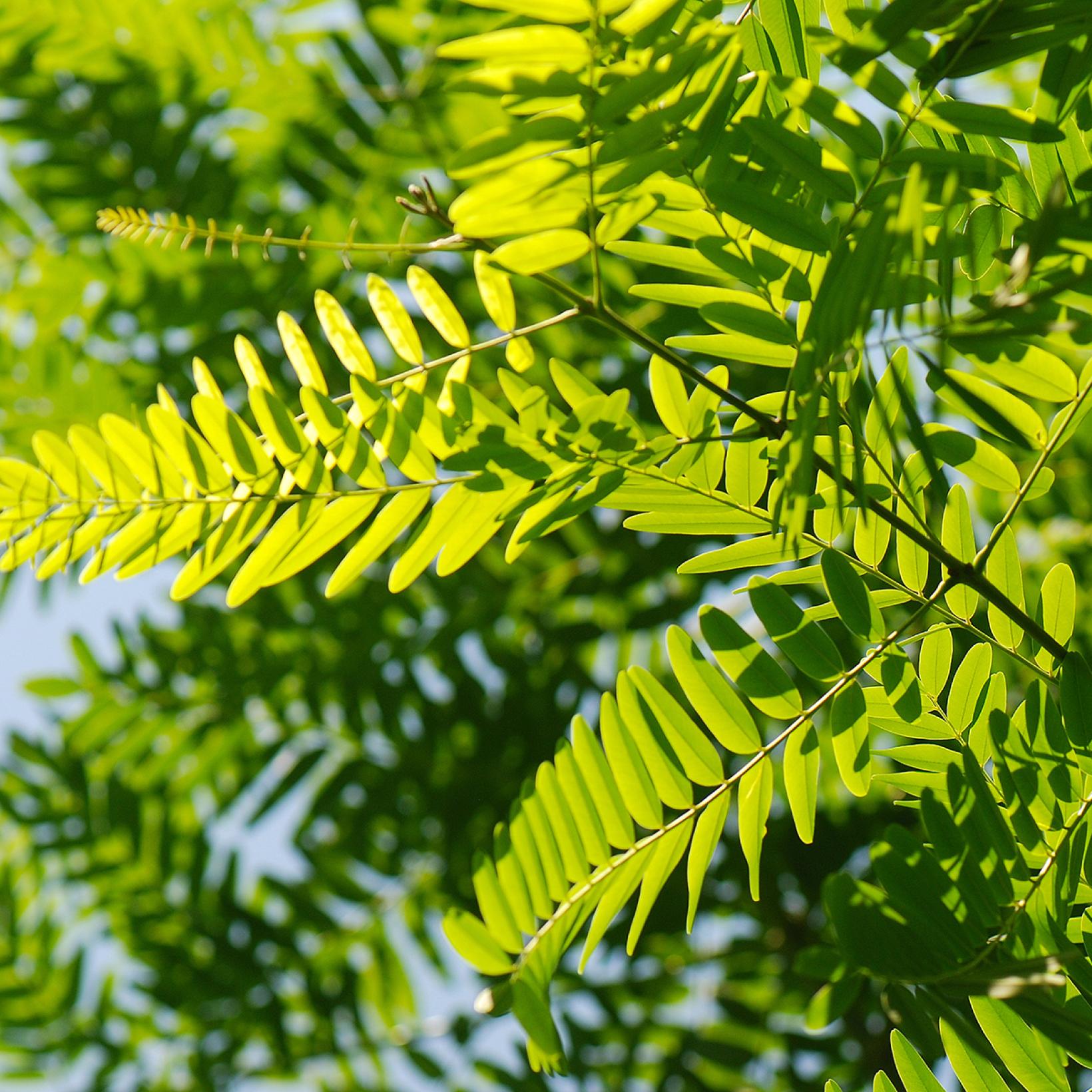 Tipuana tipu - Arbre à fleurs jaunes pour climats doux