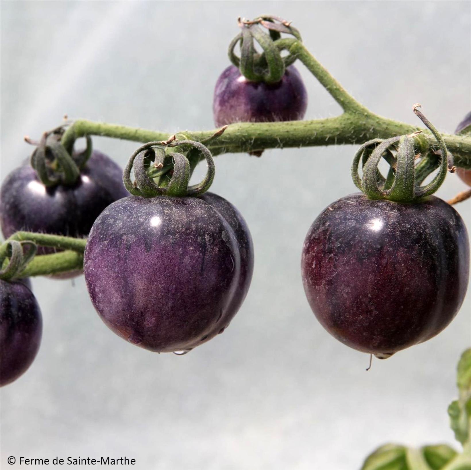 Tomate Bosque Blue indigo - Graines Bio - Ferme de Sainte Marthe