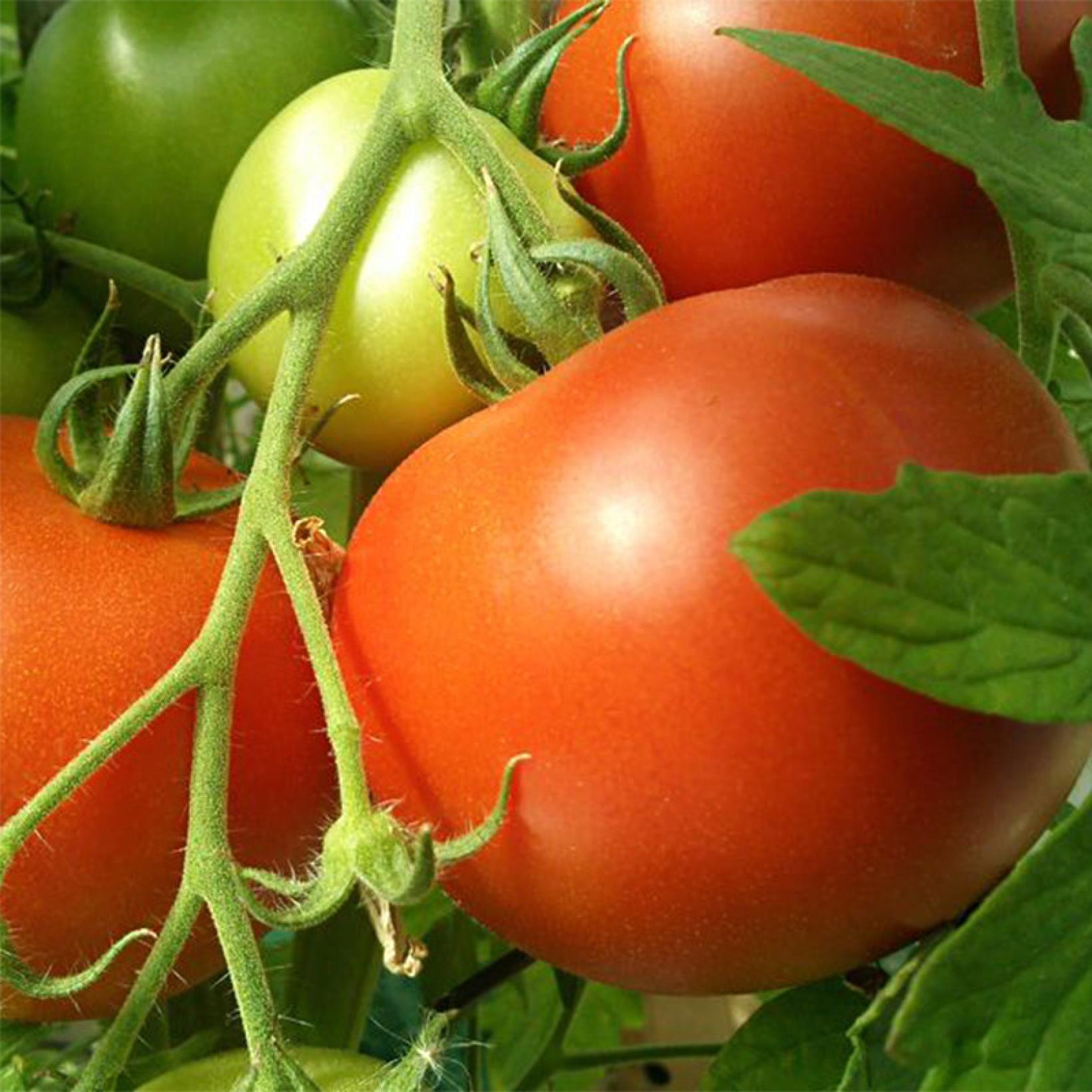 Tomate F1 Paola - Graines potagères - Hybride à gros fruits