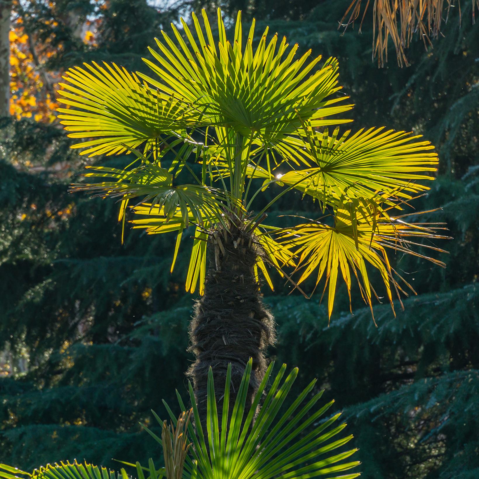 Palmier de Chine - Trachycarpus fortunei, rustique jusqu’à -18°C