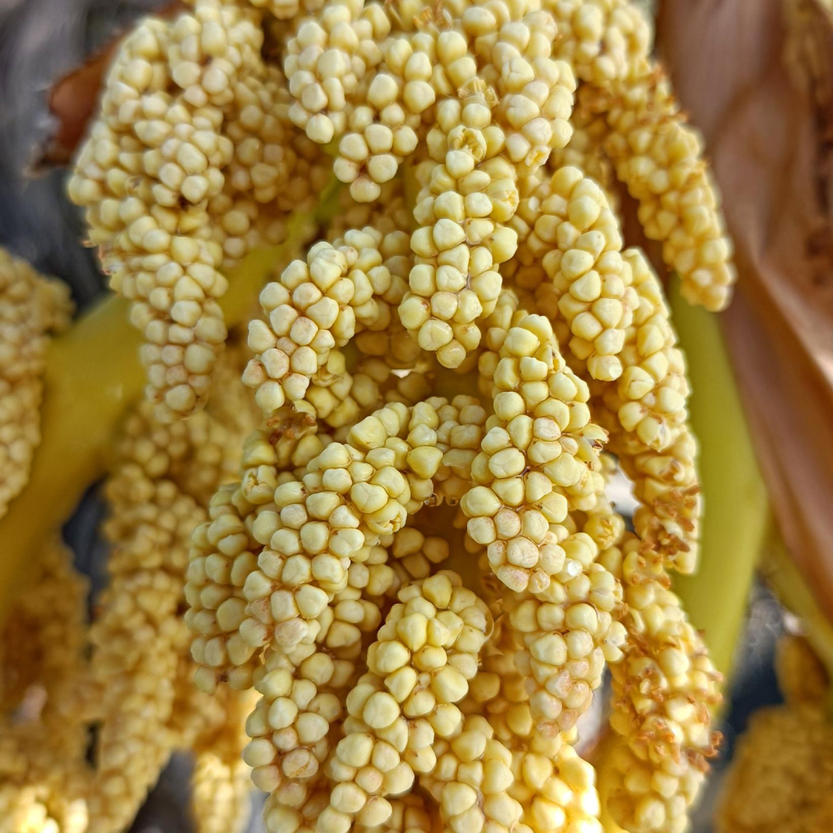 Palmier de Chine - Trachycarpus fortunei, rustique jusqu’à -18°C