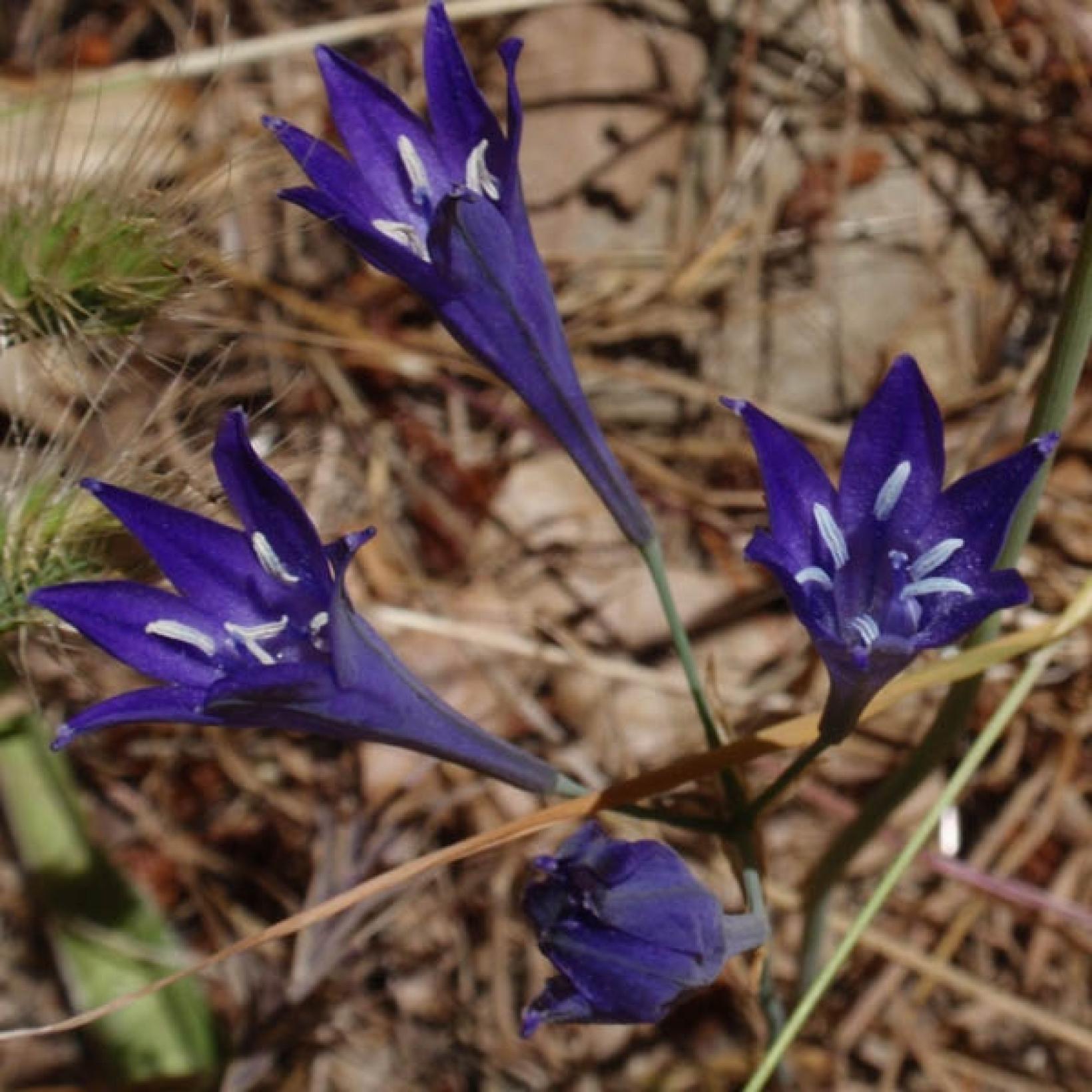 Brodiaea, Triteleia Corinna - Il produit en début d'été, une nuée de ...