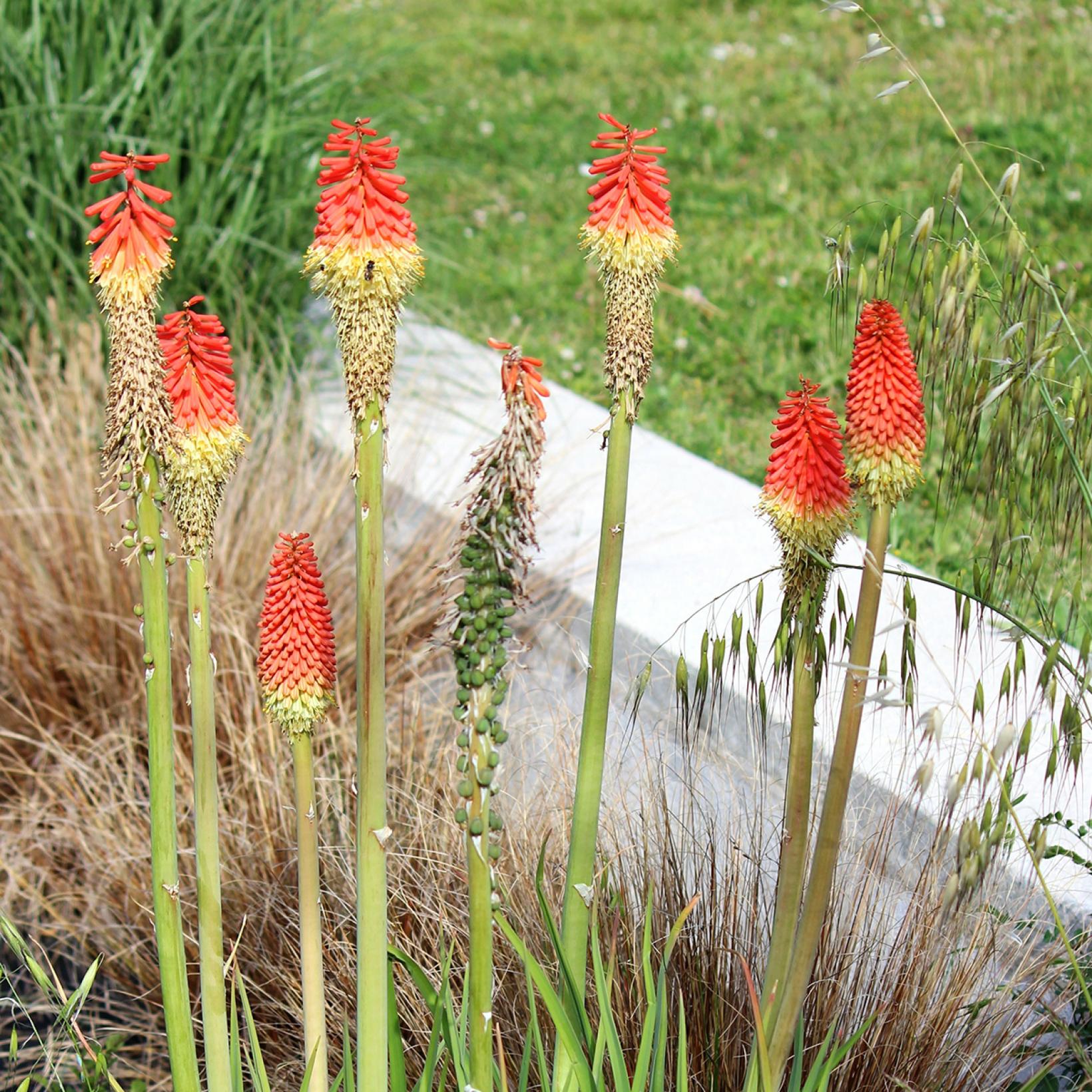 Kniphofia hirsuta Traffic Lights - Tritoma compact, à fleurs rouges ...