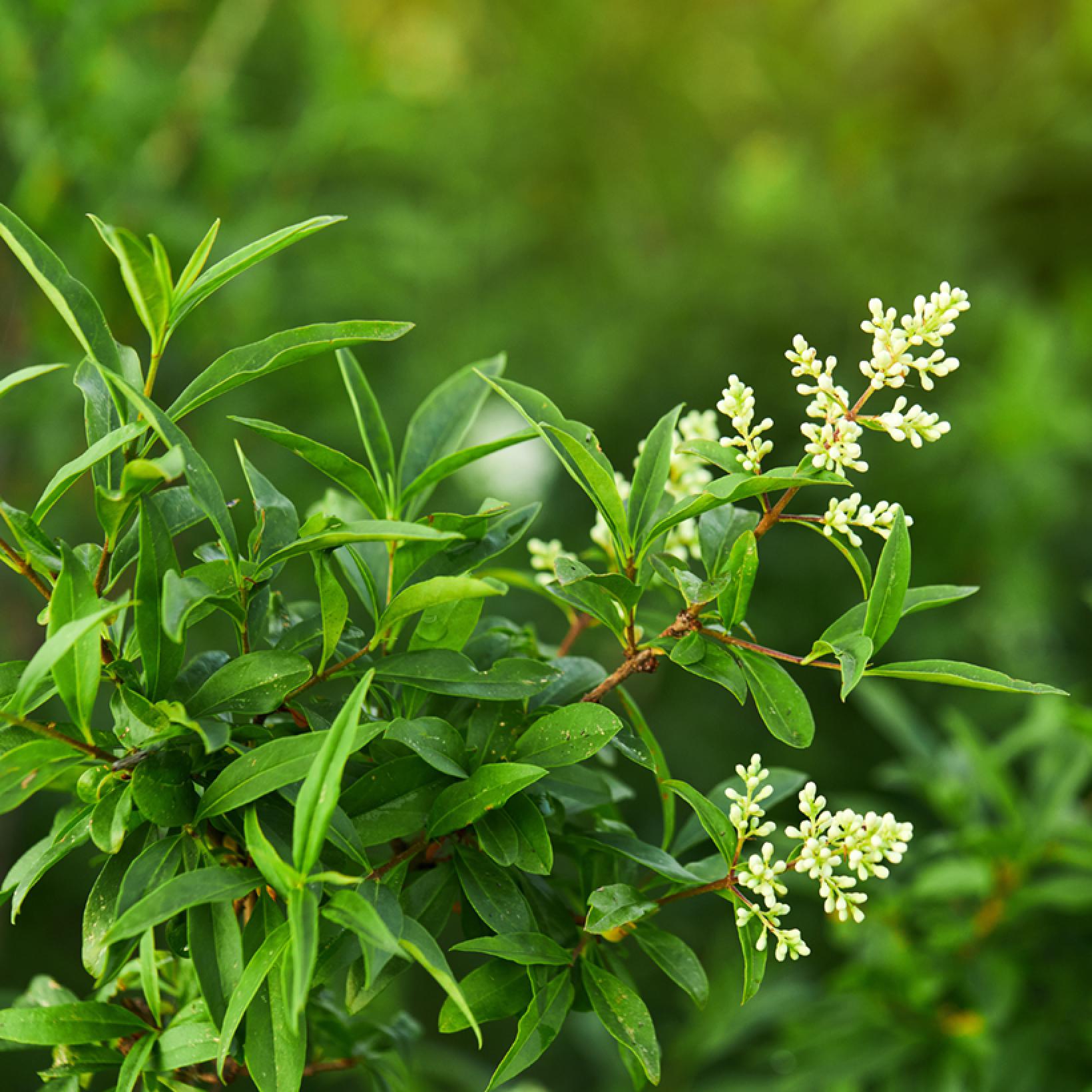 Ligustrum vulgare - Troène commun ou d'Europe - Arbuste de haie