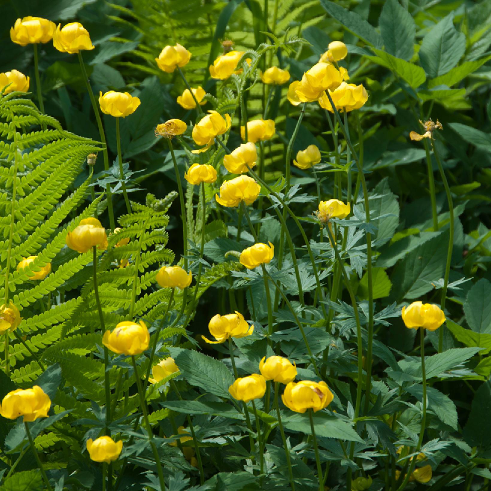Trollius europaeus Lemon Supreme - Trolle d'Europe - Vivace aux fleurs ...