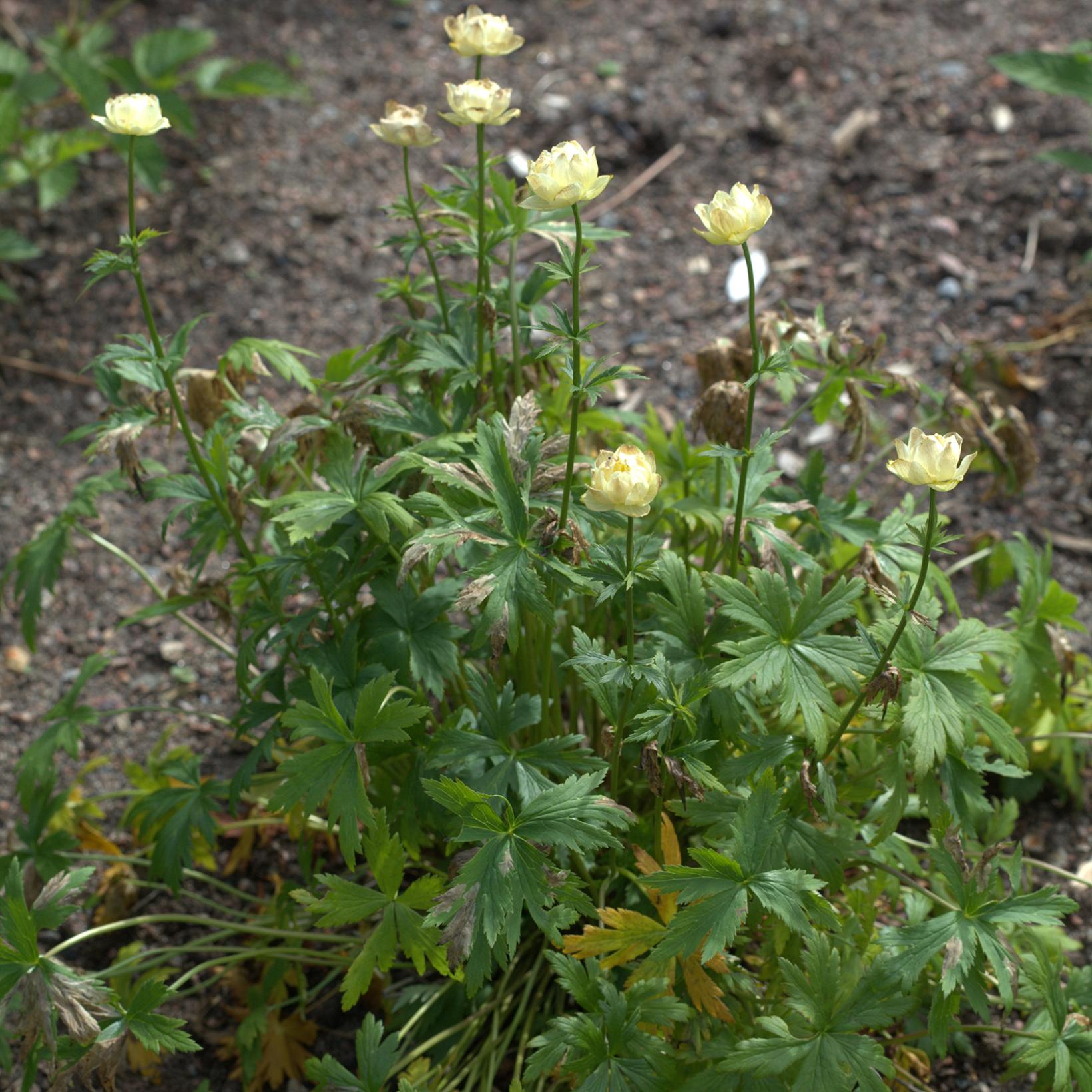 Trollius Alabaster - Trolle - Vivace robuste à fleurs jaune pâle, doubles