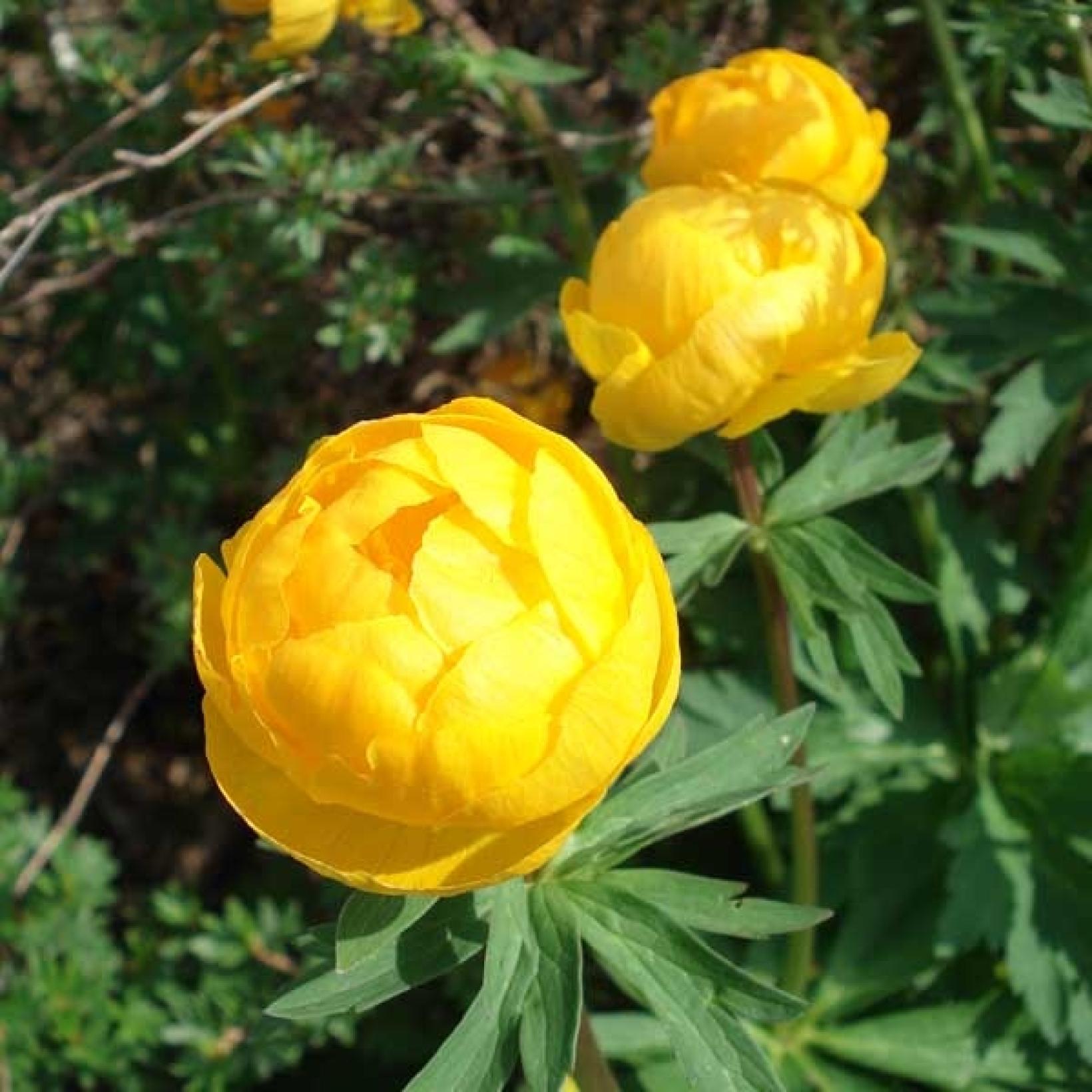 Trollius europaeus - Trolle d'Europe - Vivace de sol frais à fleurs jaunes