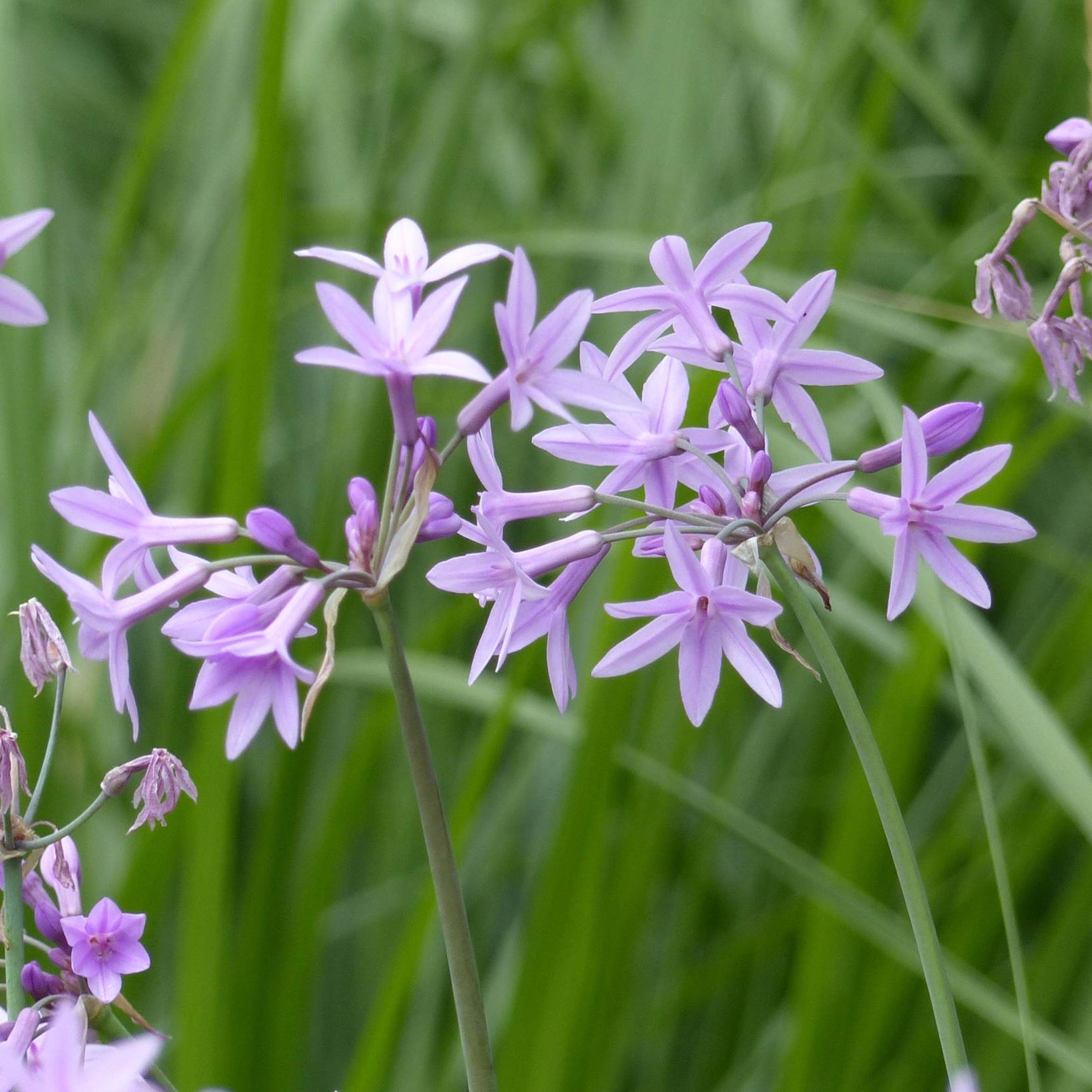 Tulbaghia violacea - une bulbeuse d'été aux délicates fleurs roses