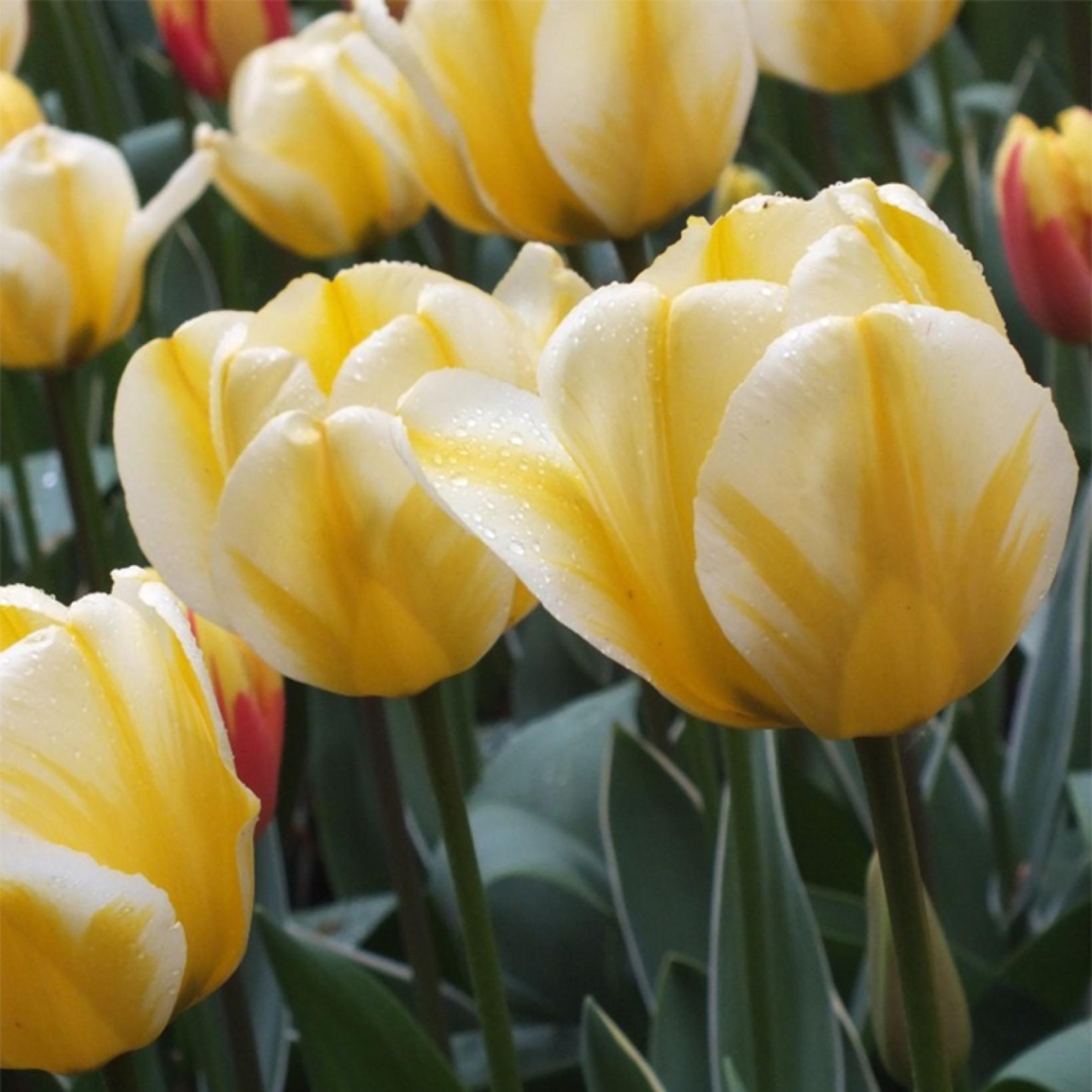 Tulipe Darwin Jaap Groot - Bulbe - De grandes fleurs ivoire flammées de ...