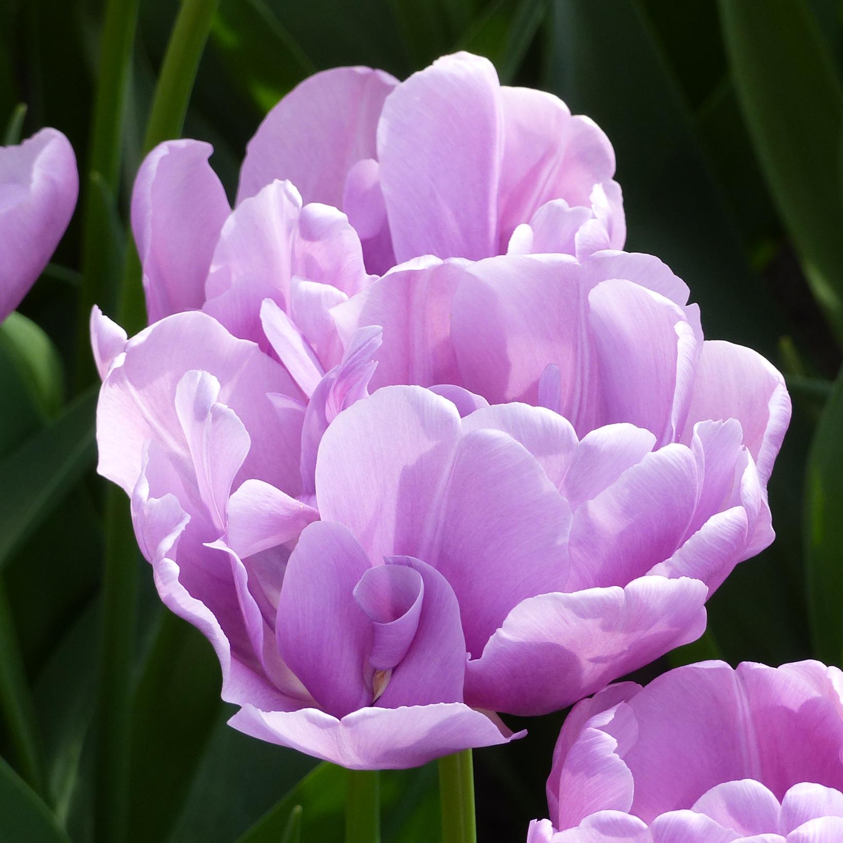 Tulipe double hâtive Katinka - Bulbe à fleurs mauve lilas