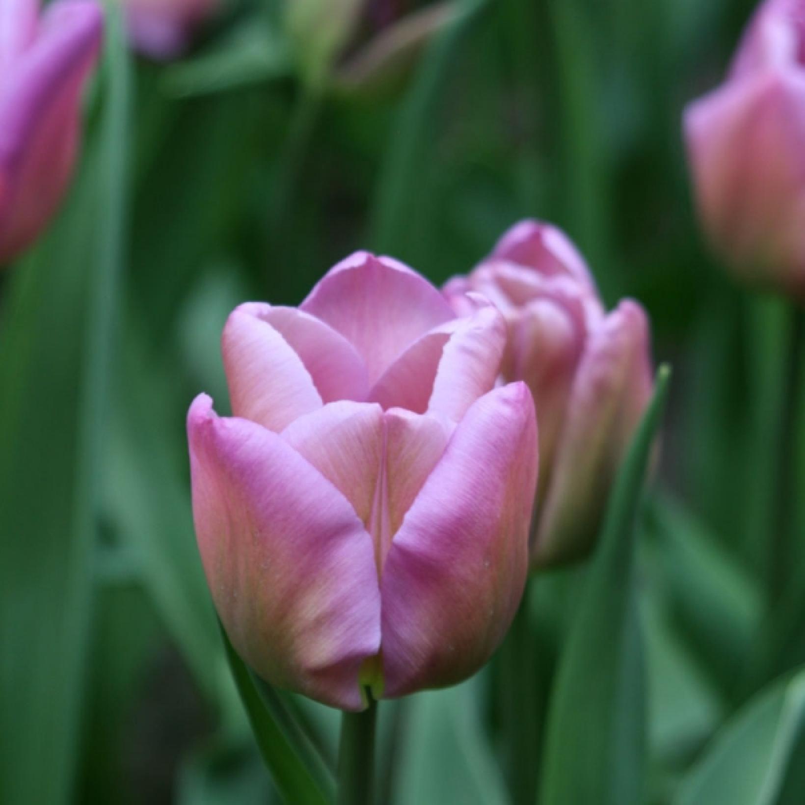 Tulipe Triomphe Magic Lavender - Bulbe - Fleurs en dégradé de bleu ...