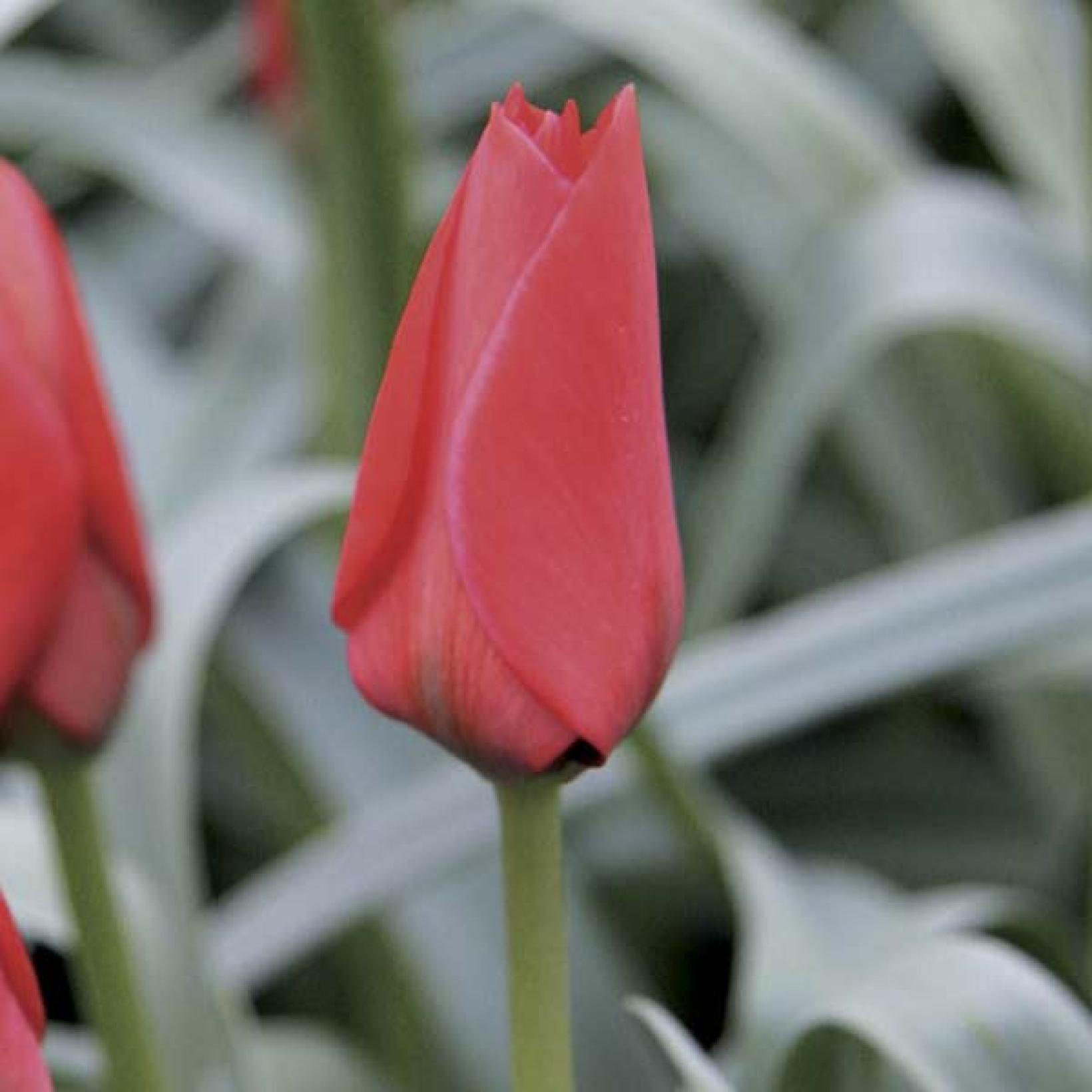 Tulipe botanique Red Hunter (batalinii) - Bulbe - Variété à fleur rouge ...