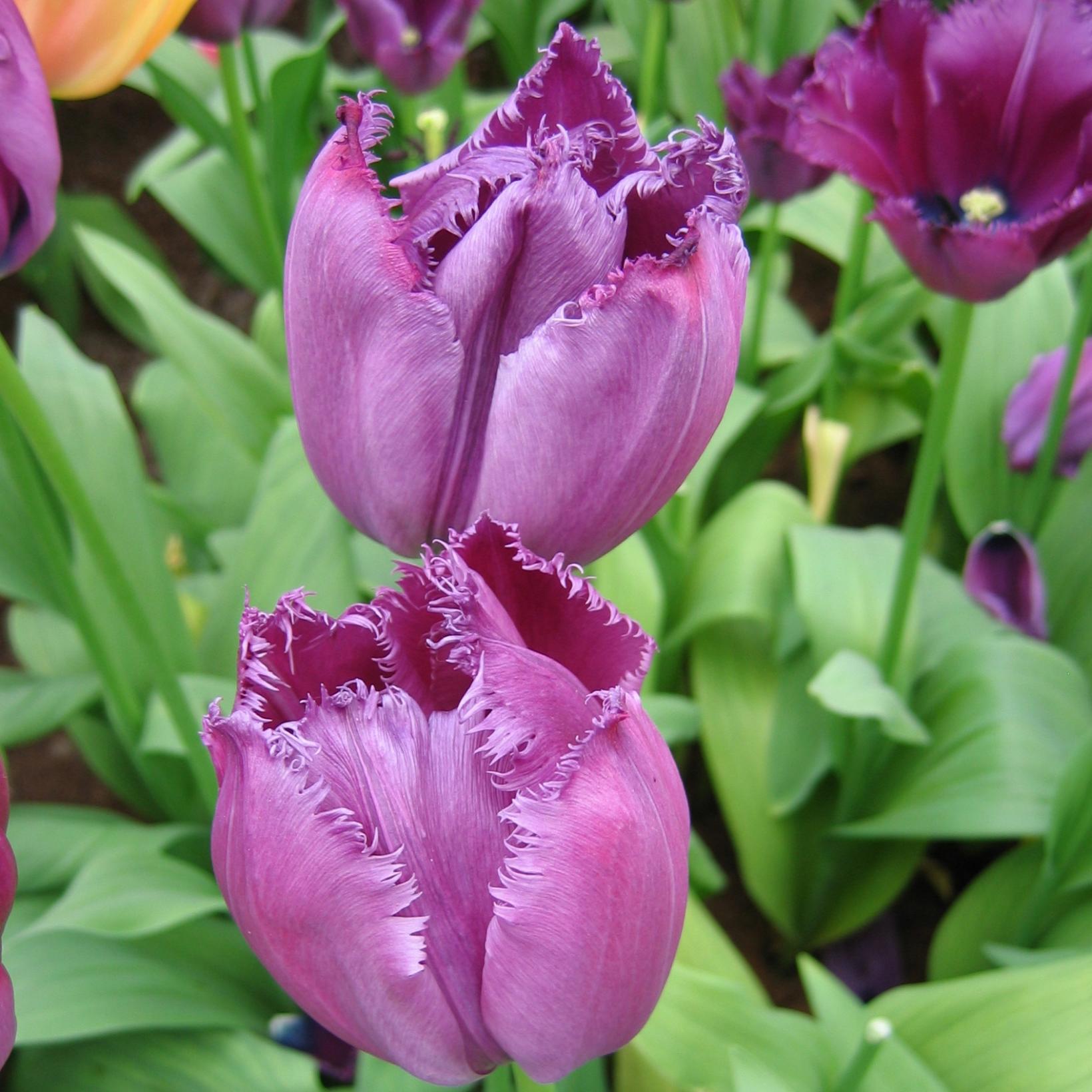 Tulipe dentelée Curly Sue - Bulbe - De superbes fleurs frangées violet ...