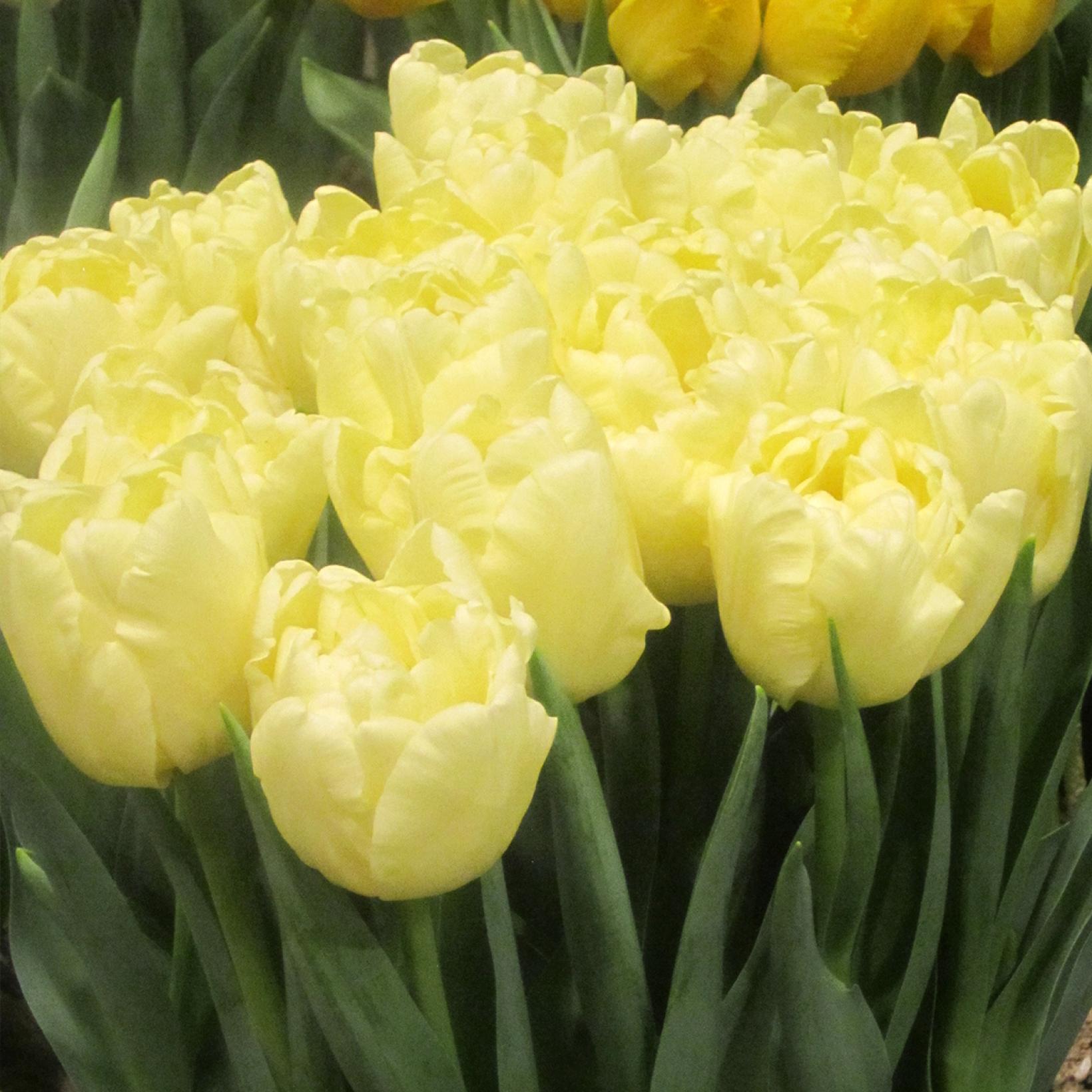 Tulipe Avant Garde - Bulbe - Variété hâtive à fleur double jaune crème