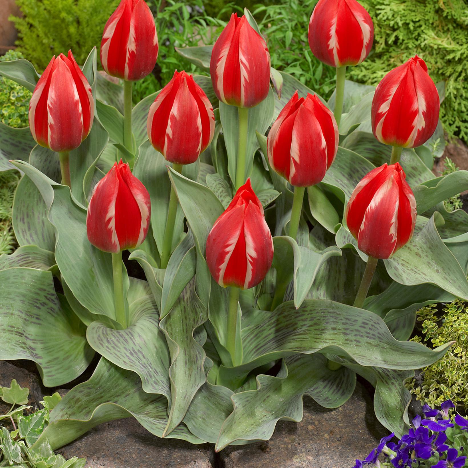 Tulipe botanique greigii Friendly Fire - Bulbe - Variété naine à fleur ...